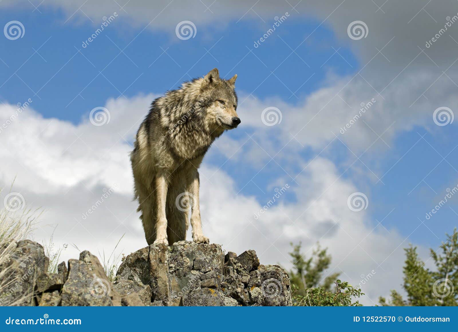 Lupo grigio di ridgeline fotografia stock. Immagine di cane - 12522570