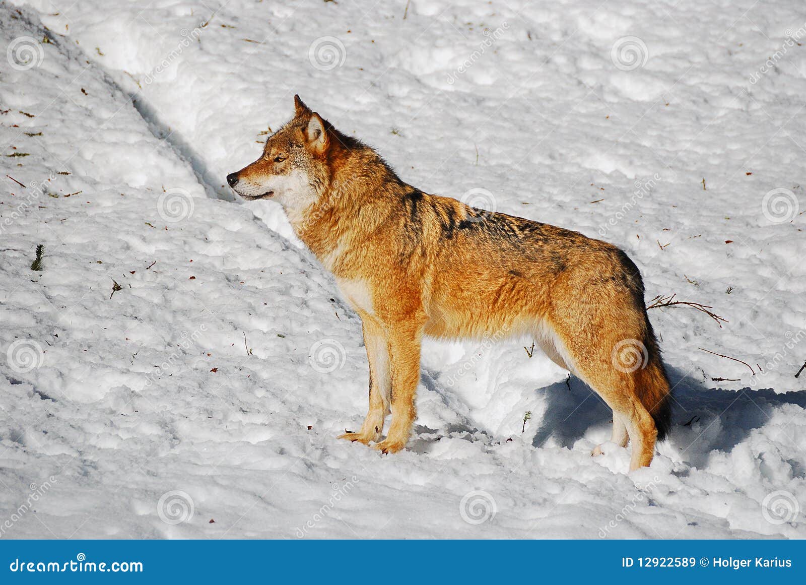 Lupo Grigio (lupus Di Canis) Immagine Stock - Immagine di cane ...