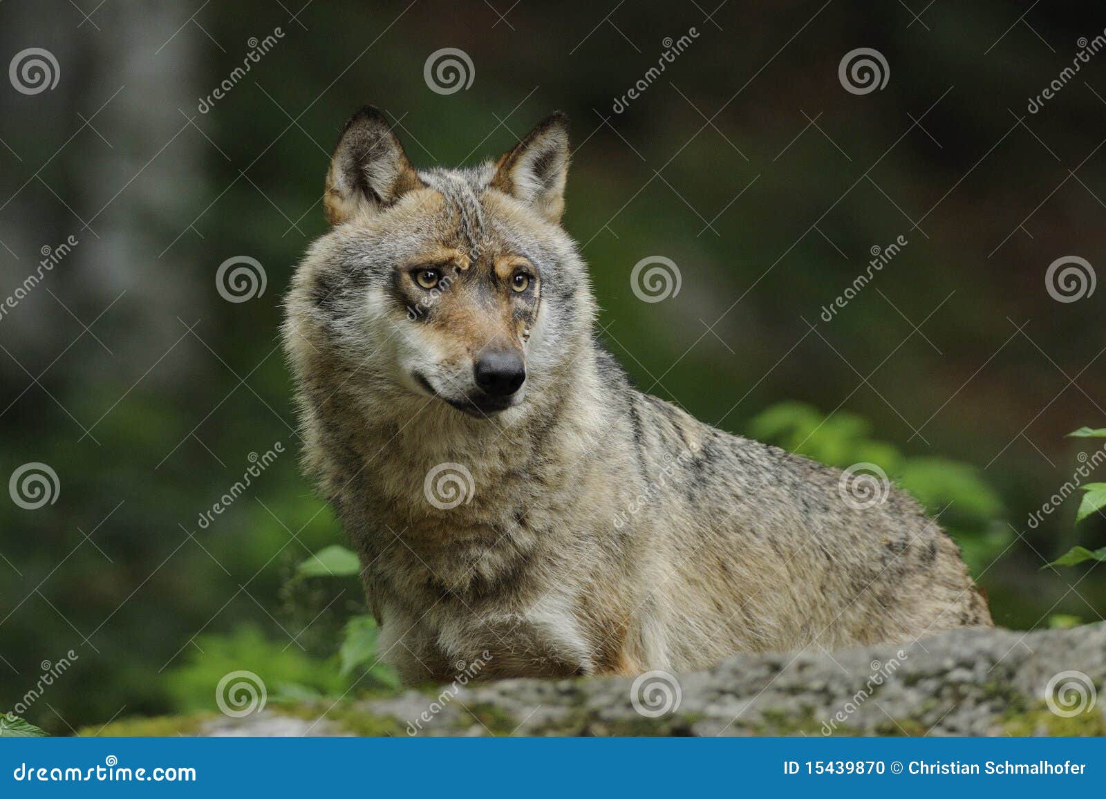 Lupo Grigio (lupus Di Canis) Fotografia Stock - Immagine di occhi ...