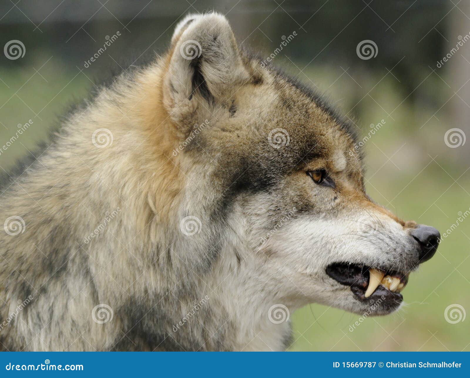 Lupo Grigio (lupus Di Canis) Immagine Stock - Immagine di lupus ...