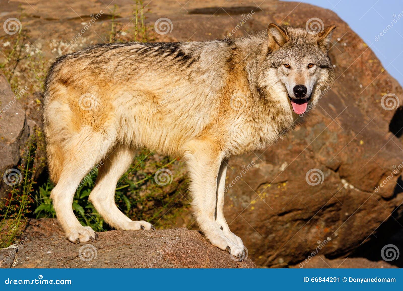 Lupo Grigio (lupus Di Canis) Immagine Stock - Immagine di unito, nave ...