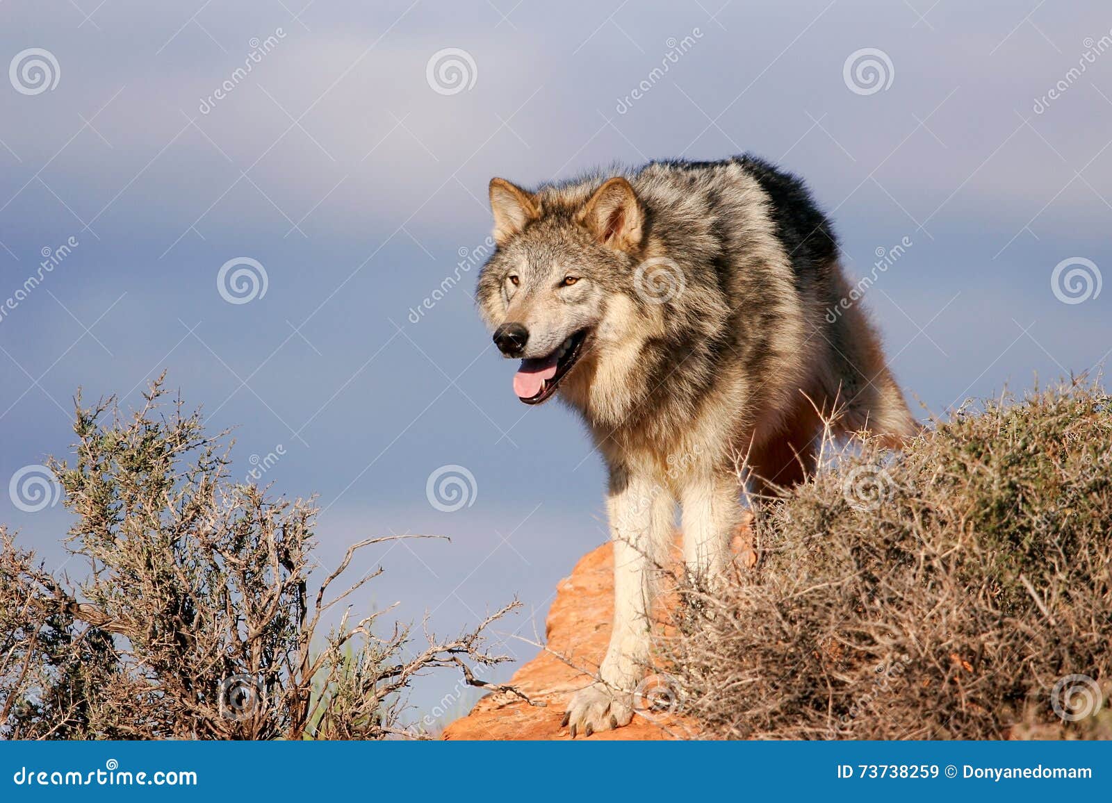 Lupo Grigio (lupus Di Canis) Immagine Stock - Immagine di canis, nave ...