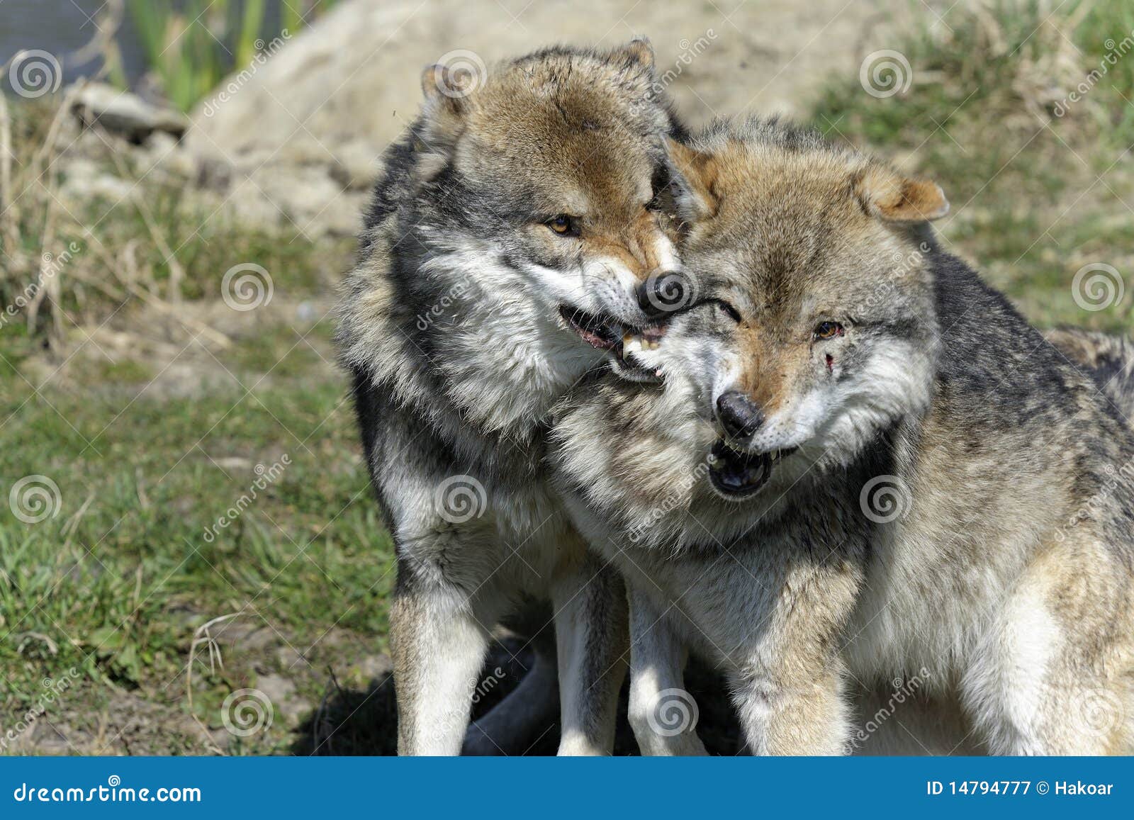 Lupo, lupus di canis immagine stock. Immagine di infastidito - 14794777