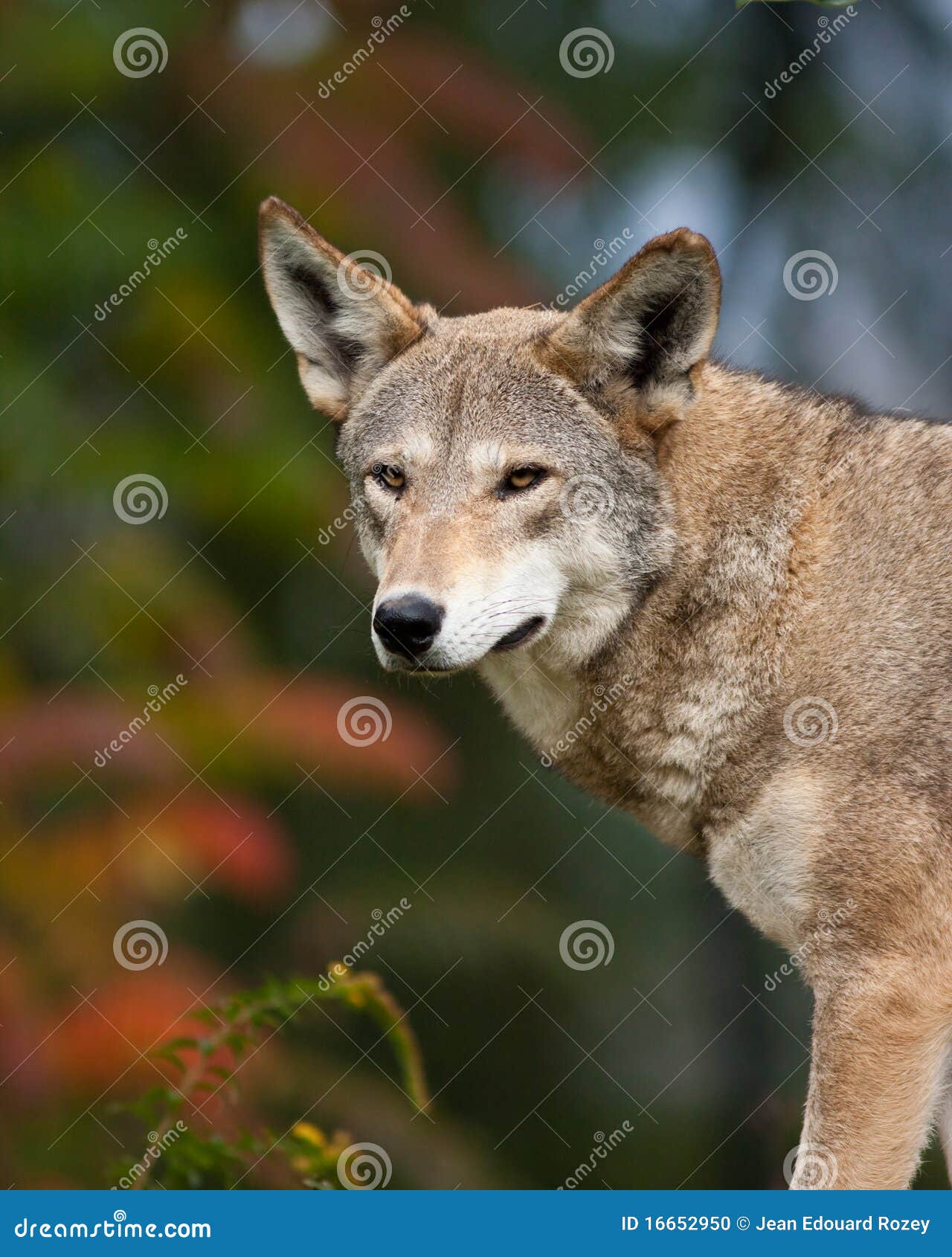 Lupo rosso fotografia stock. Immagine di lupo, natura - 16652950