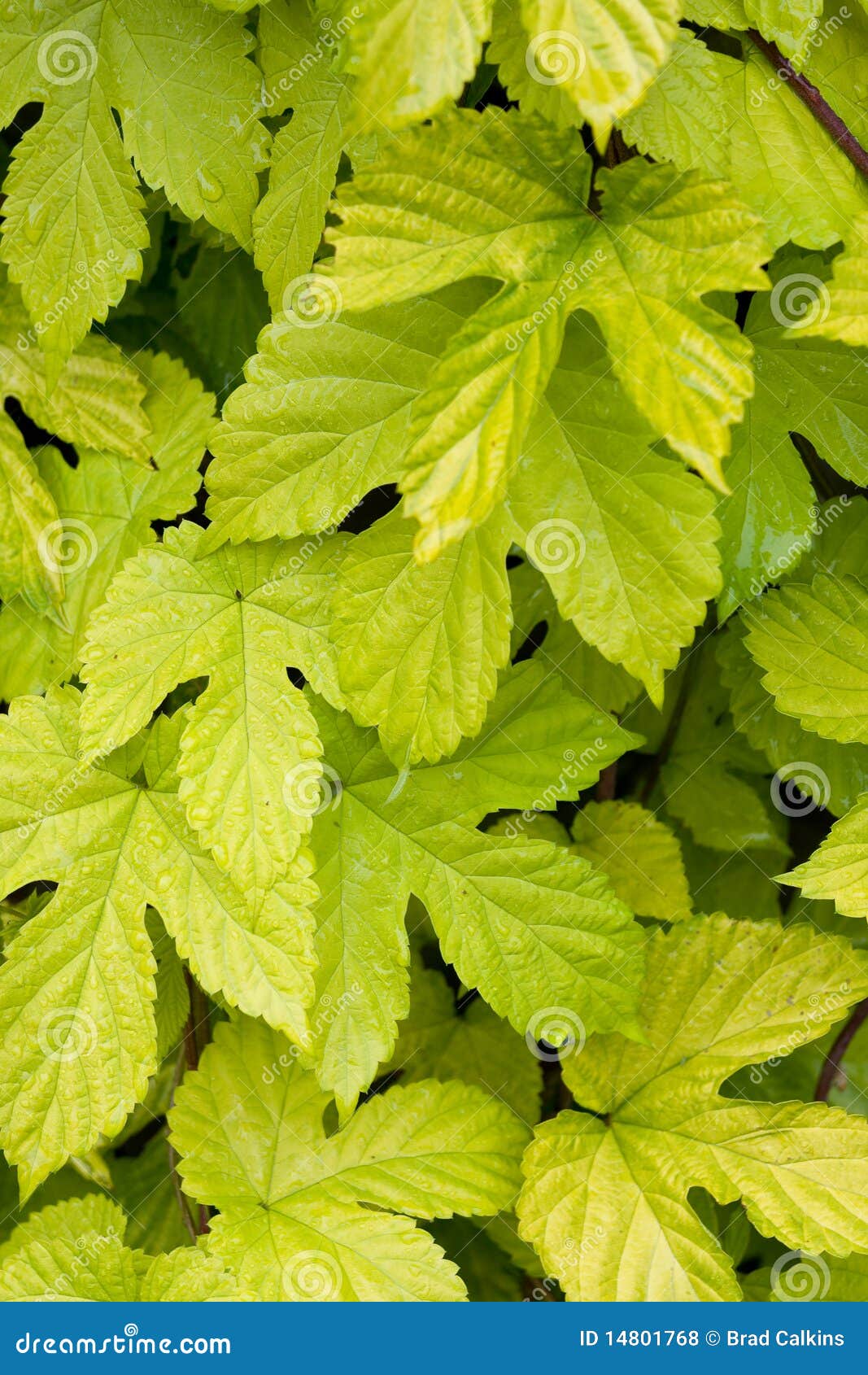 Luppoli fotografia stock. Immagine di luppoli, colore - 14801768