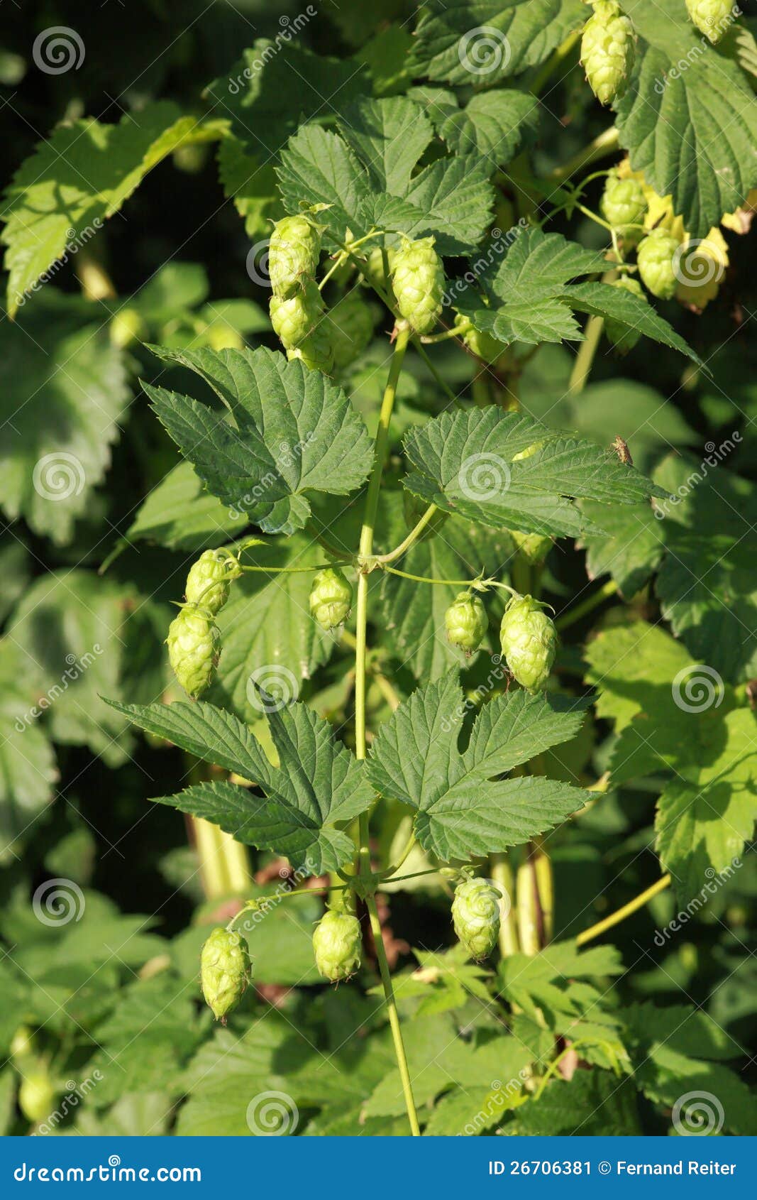 Luppoli immagine stock. Immagine di pianta, birra, bevanda - 26706381