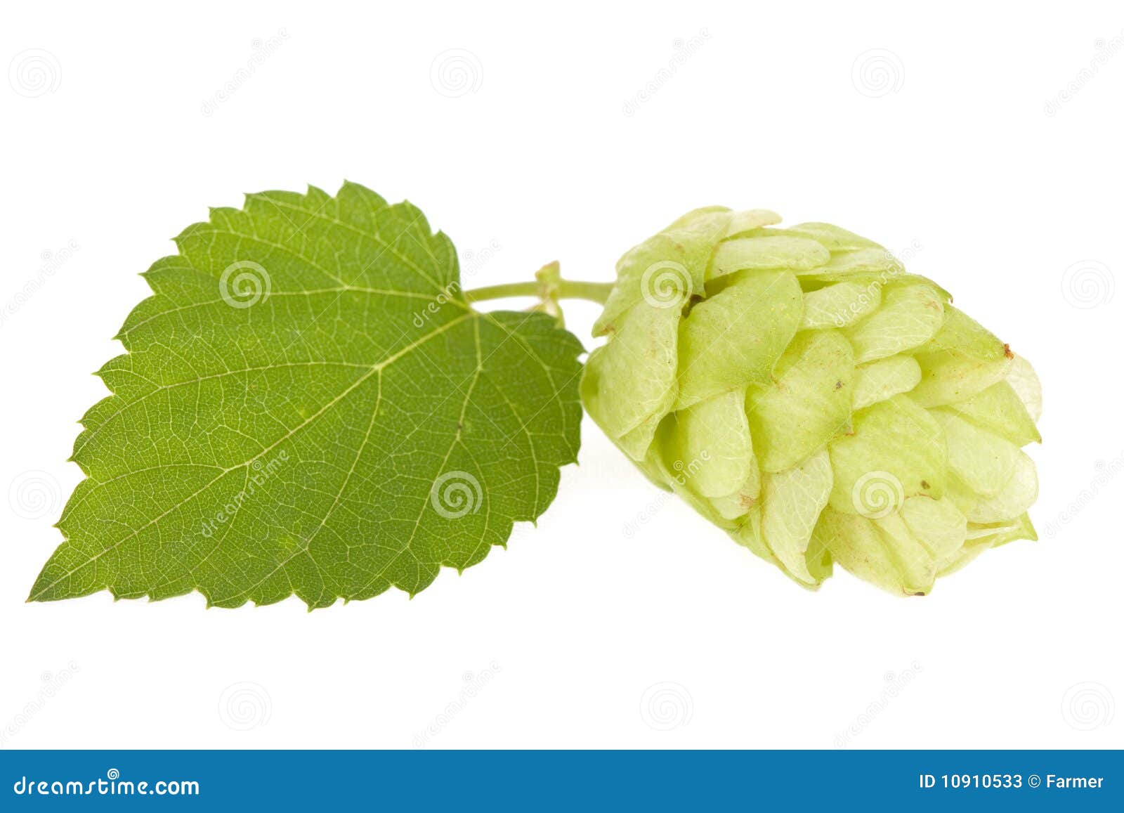 Luppoli isolati immagine stock. Immagine di cono, coltura - 10910533