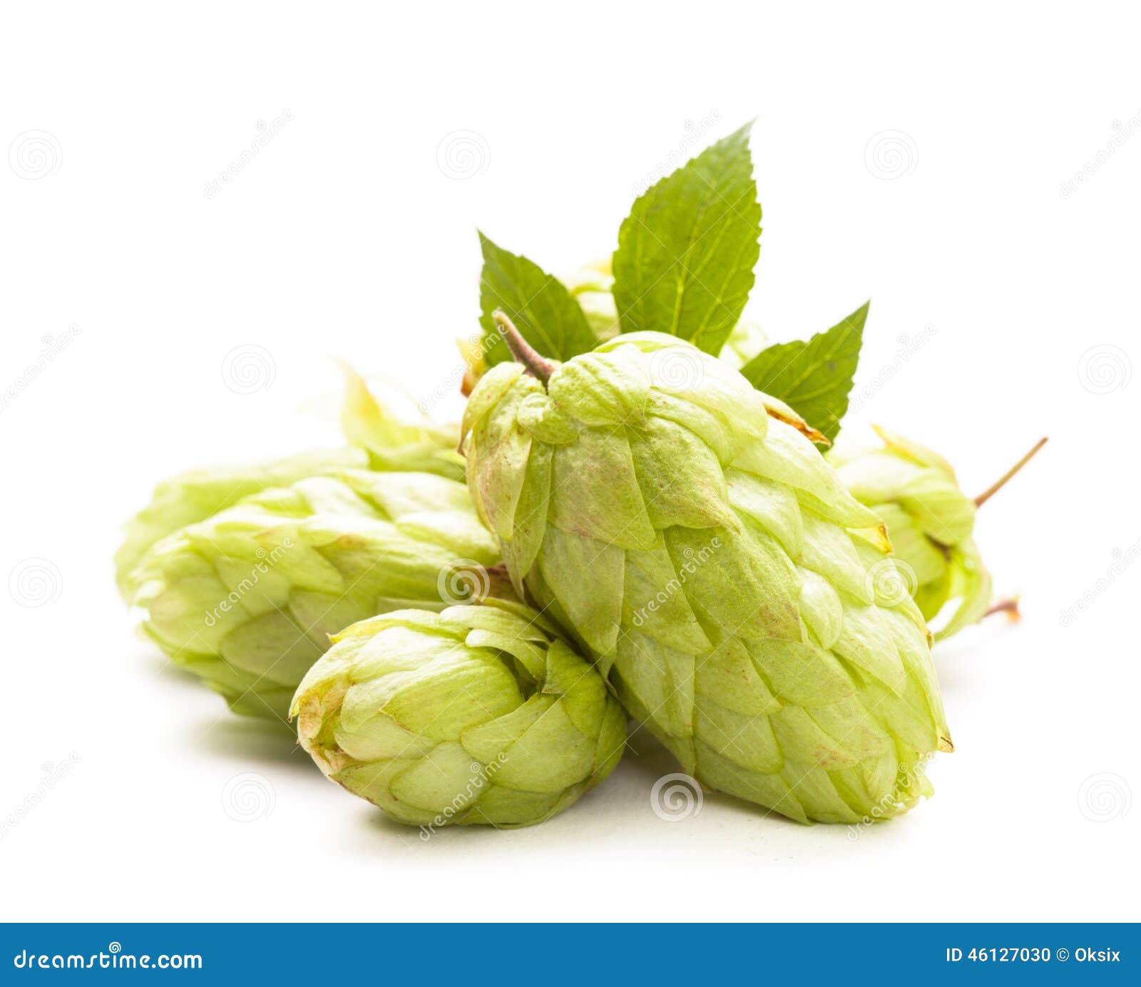 Luppoli isolati fotografia stock. Immagine di sapore - 46127030