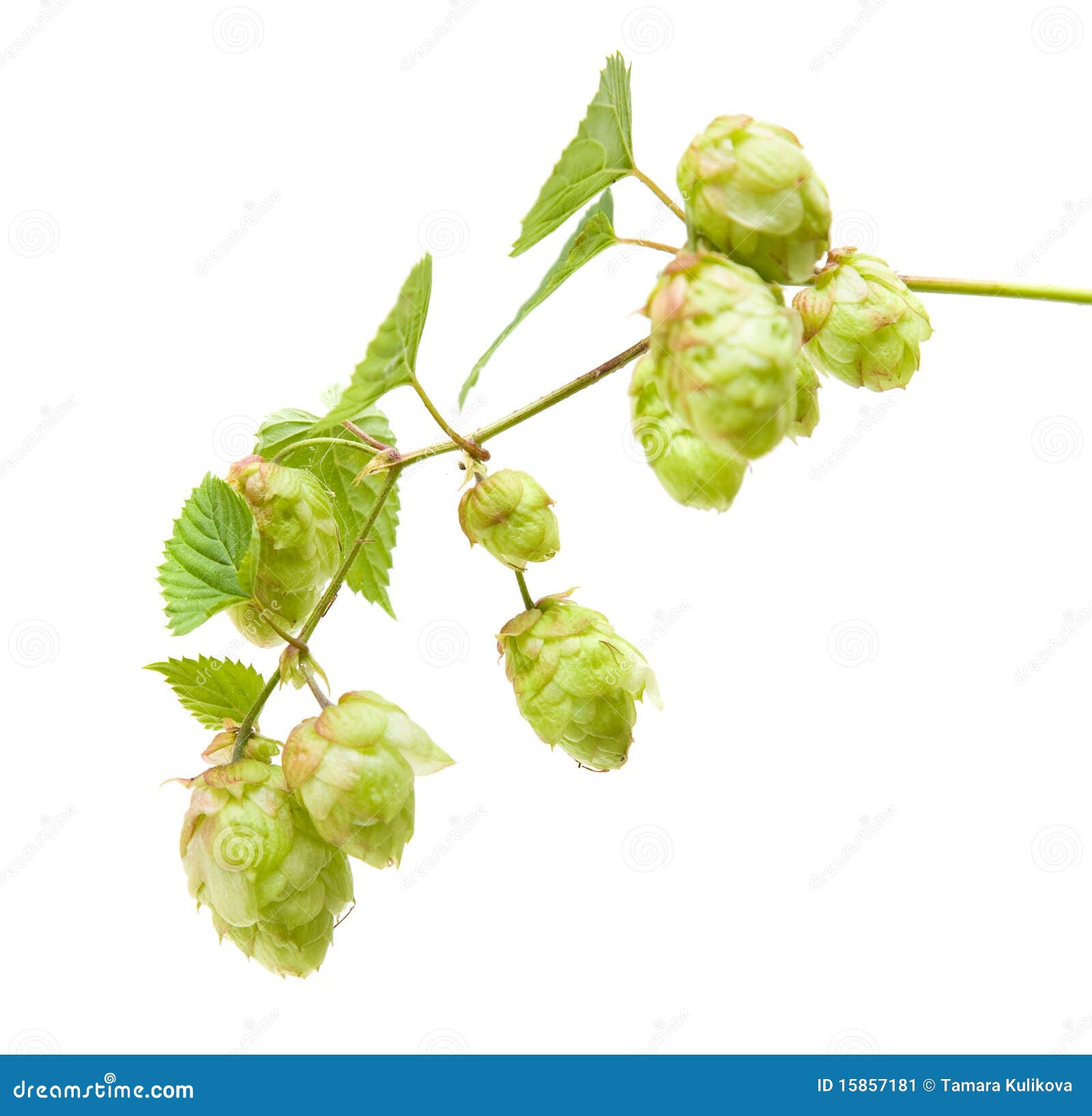 Luppoli (lupulus Del Humulus) Immagine Stock - Immagine di vita ...