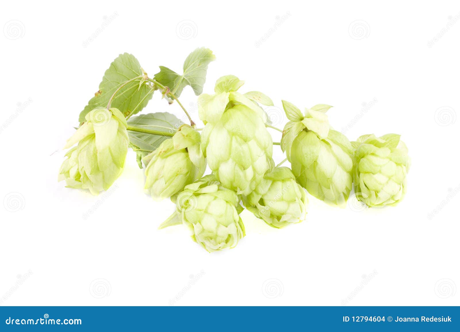 Luppolo fotografia stock. Immagine di ubriacone, sapore - 12794604