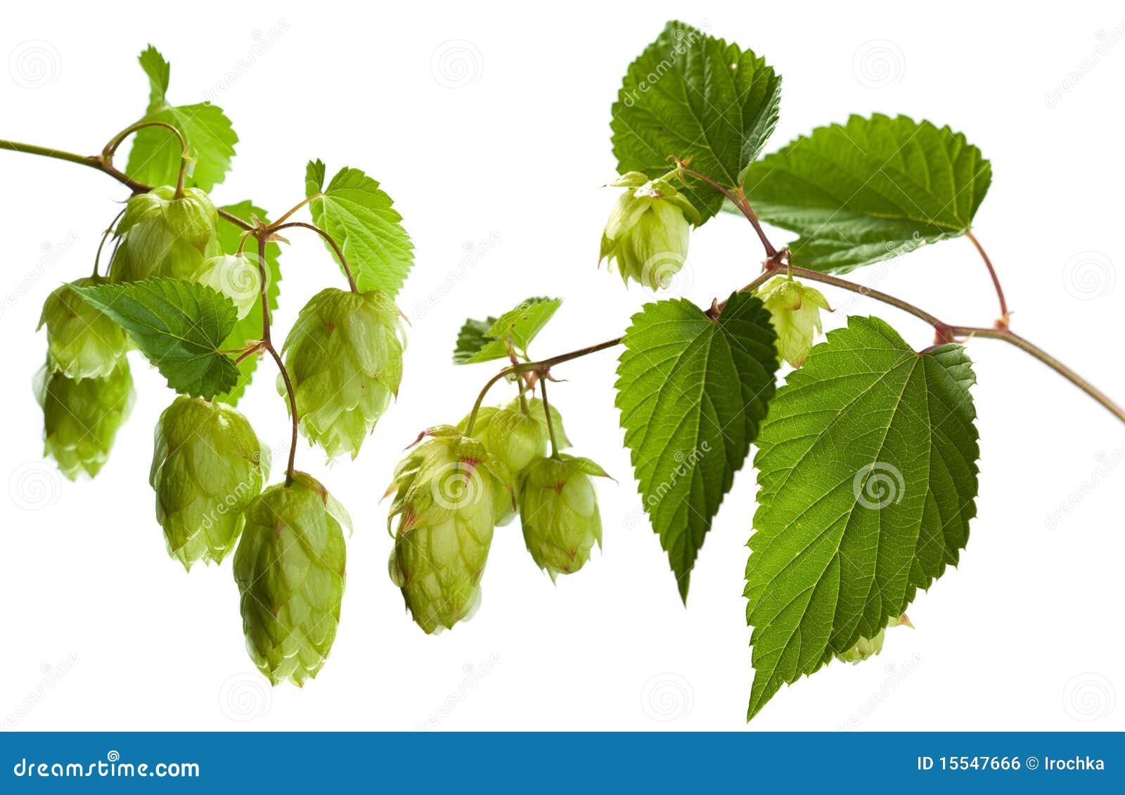 Luppolo fotografia stock. Immagine di studio, fogli, luppolo - 15547666