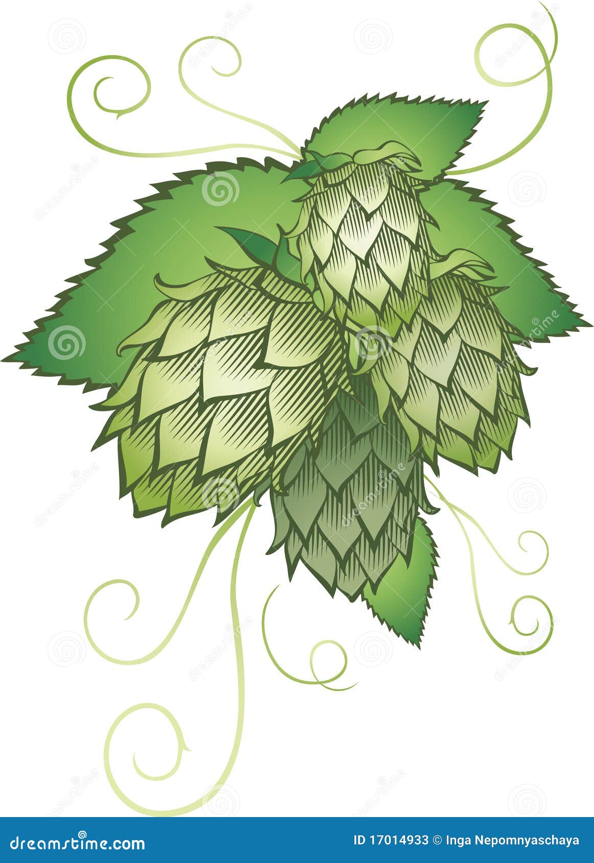 Luppolo illustrazione vettoriale. Illustrazione di erbe - 17014933