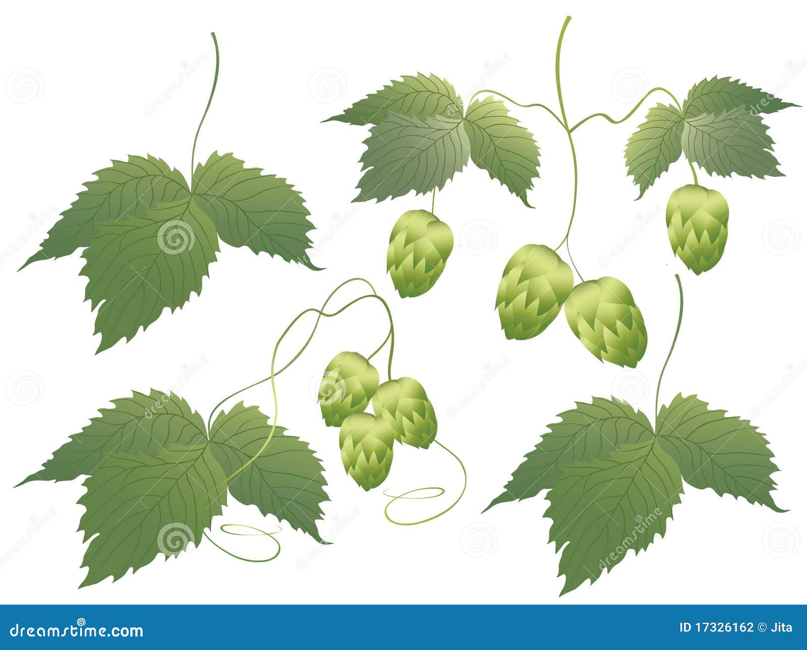 Luppolo illustrazione vettoriale. Illustrazione di fabbricazione - 17326162