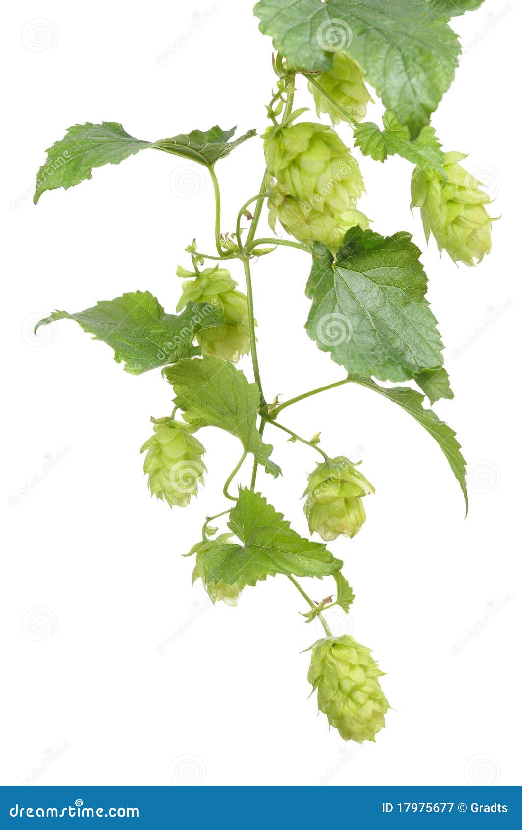 Luppolo immagine stock. Immagine di isolato, sfondo, luppolo - 17975677