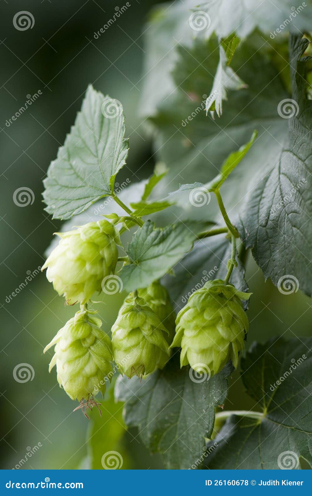 Luppolo fotografia stock. Immagine di autunno, ingrediente - 26160678