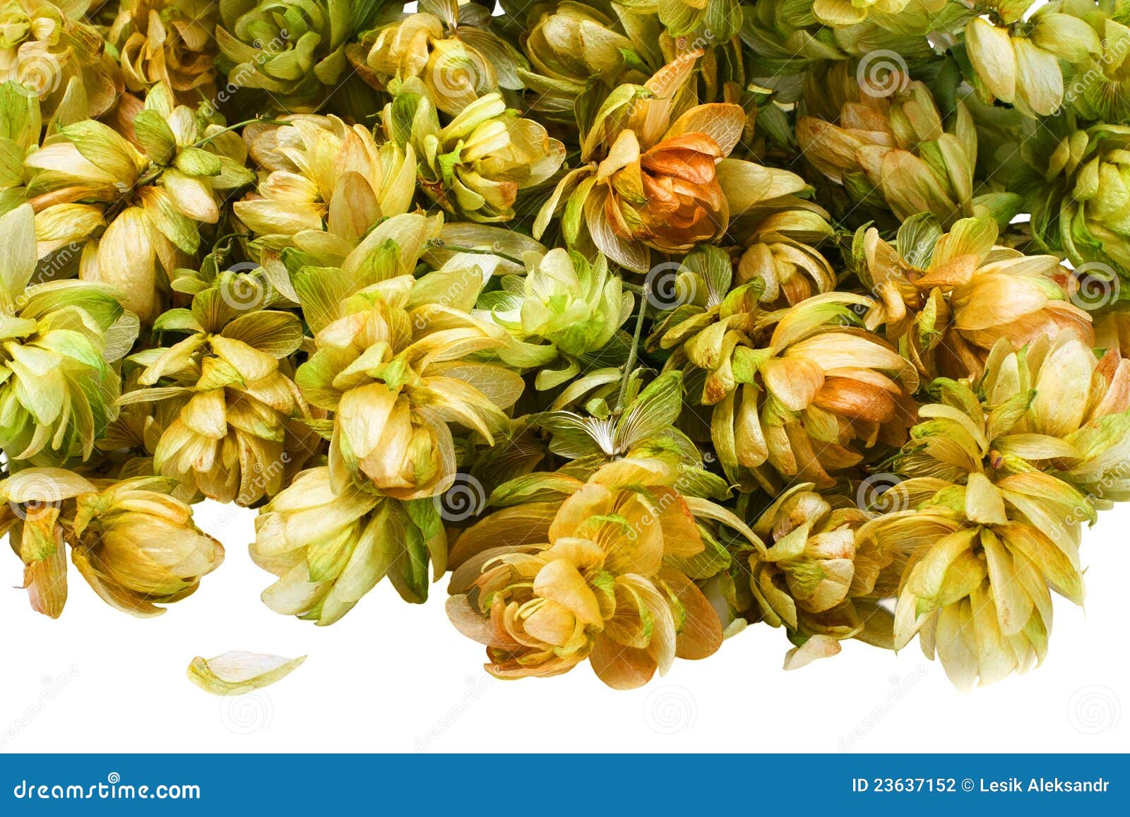 Luppolo dei fiori fotografia stock. Immagine di fogli - 23637152