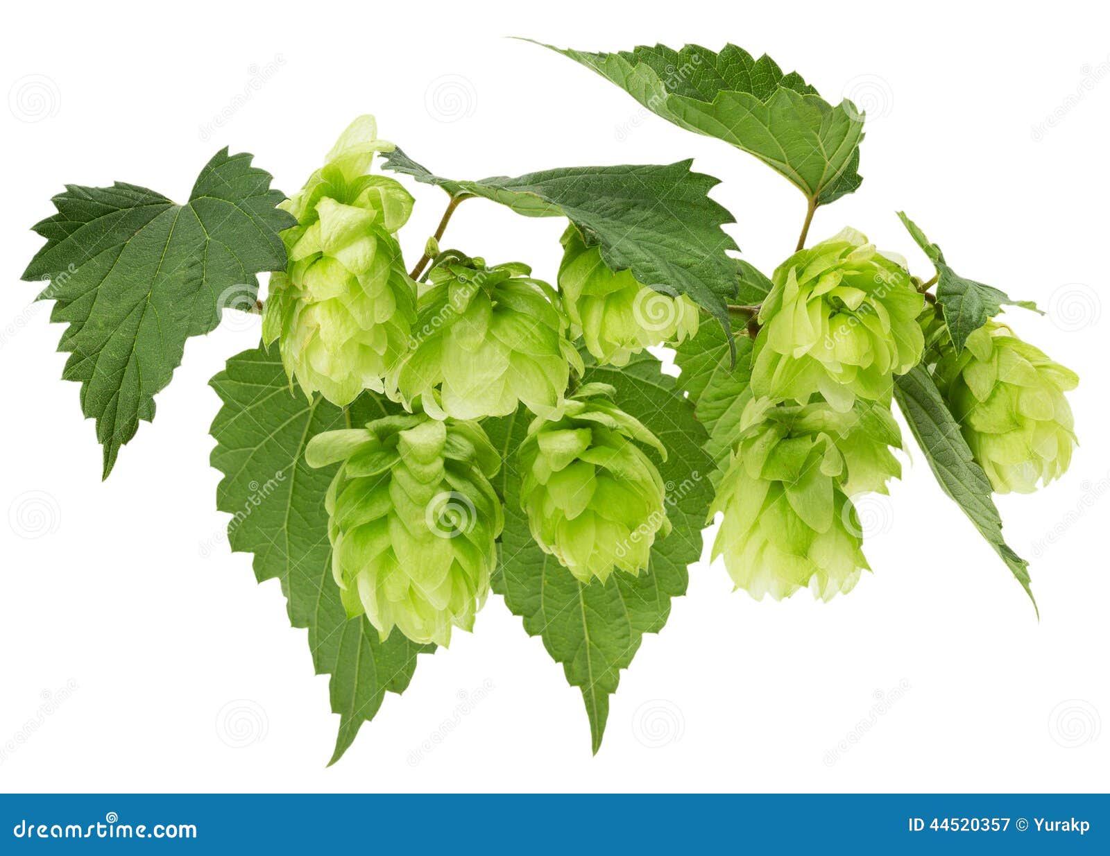 Luppolo Di Verde Isolato Sui Precedenti Bianchi Immagine Stock ...
