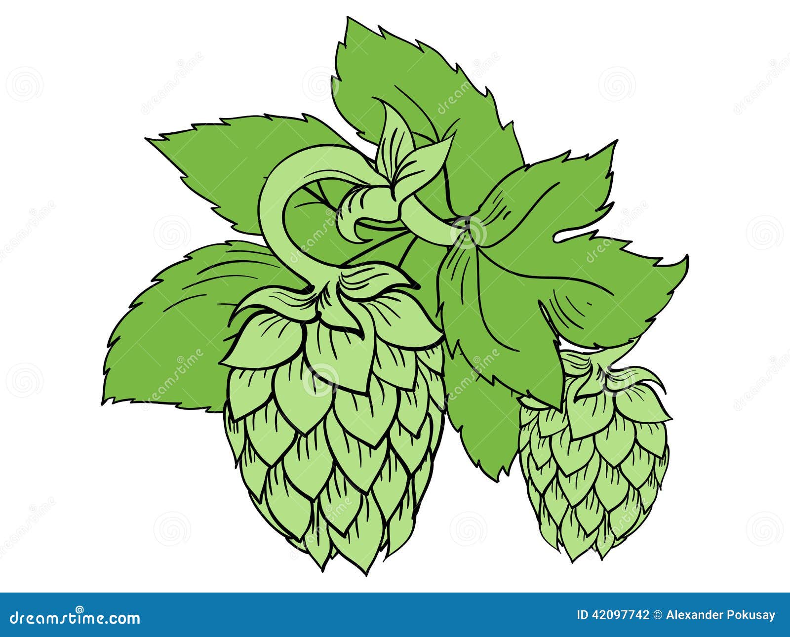 Luppolo di vettore illustrazione vettoriale. Illustrazione di fogliame ...