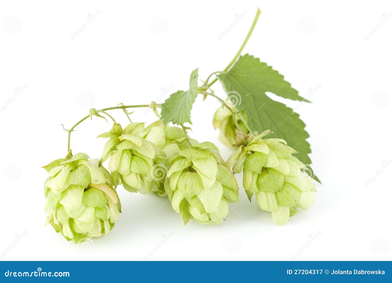 Luppolo fresco immagine stock. Immagine di luppolo, fiore - 27204317