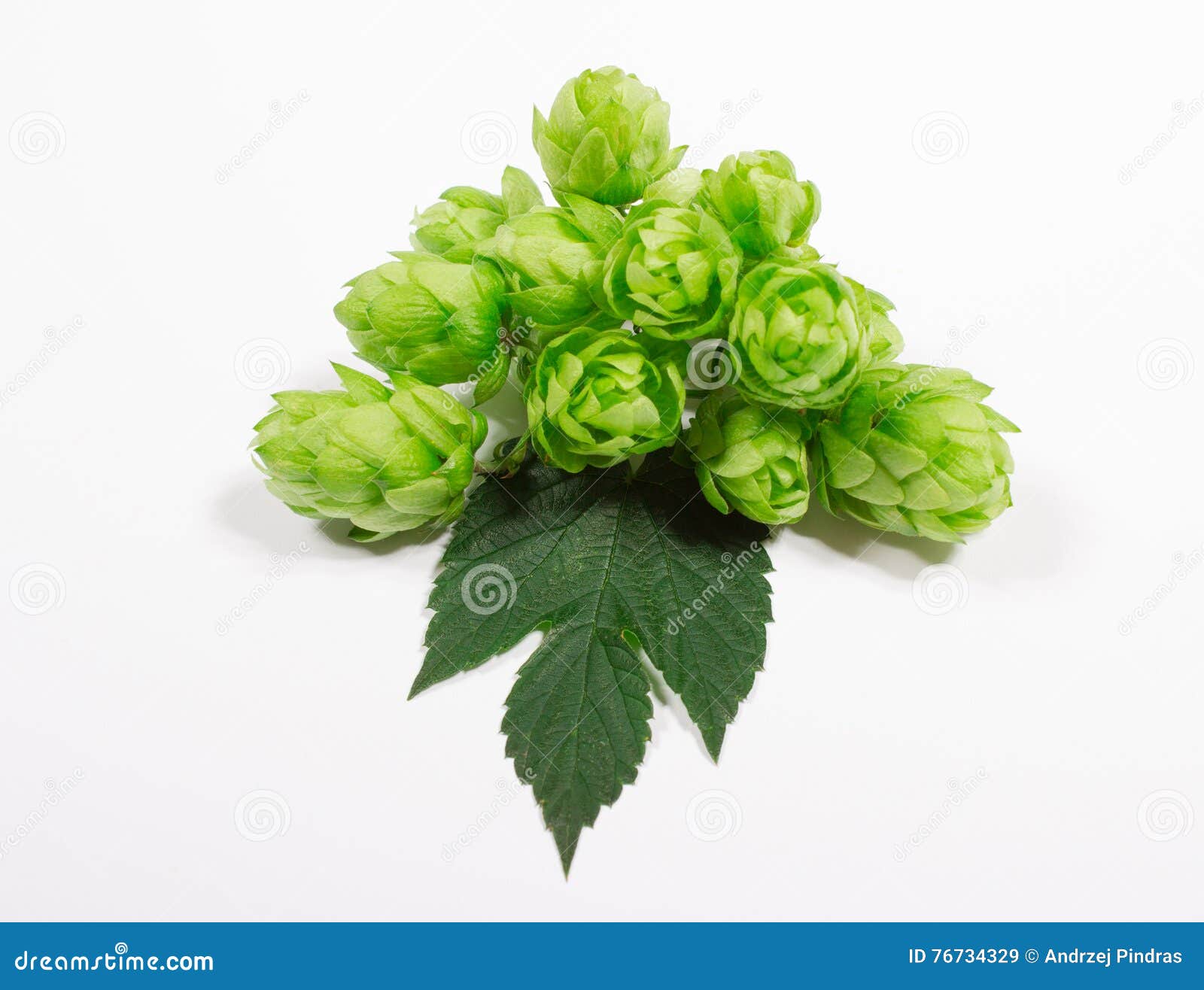 Luppolo Fresco - Primo Piano Immagine Stock - Immagine di sapore, verde ...