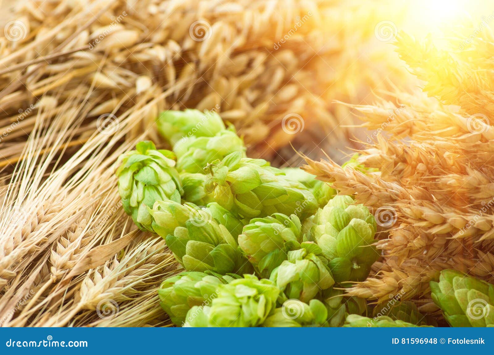 Luppolo, Malto, Orecchie Di Orzo E Grano Di Verde Fotografia Stock ...