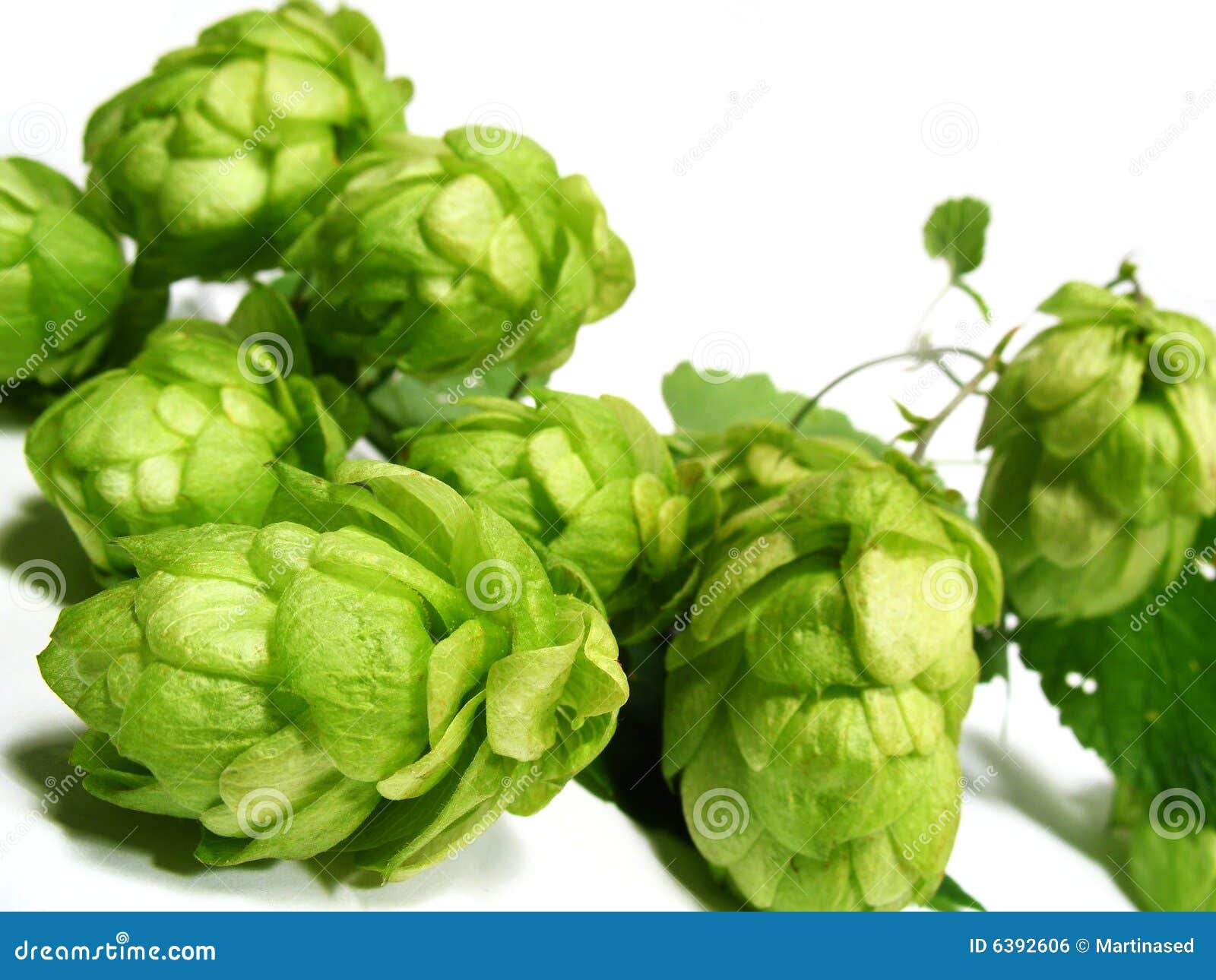 Luppolo-pianta fotografia stock. Immagine di alcool, cono - 6392606