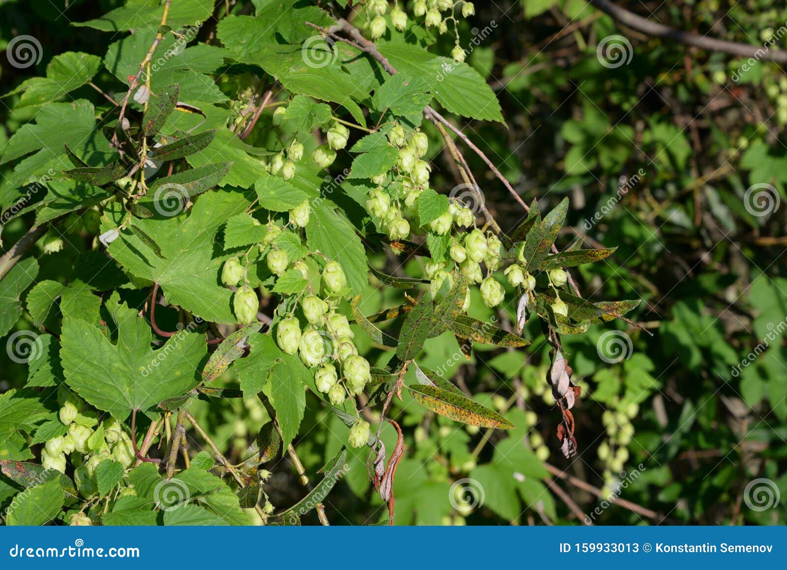 Luppolo selvatico immagine stock. Immagine di alimento - 159933013