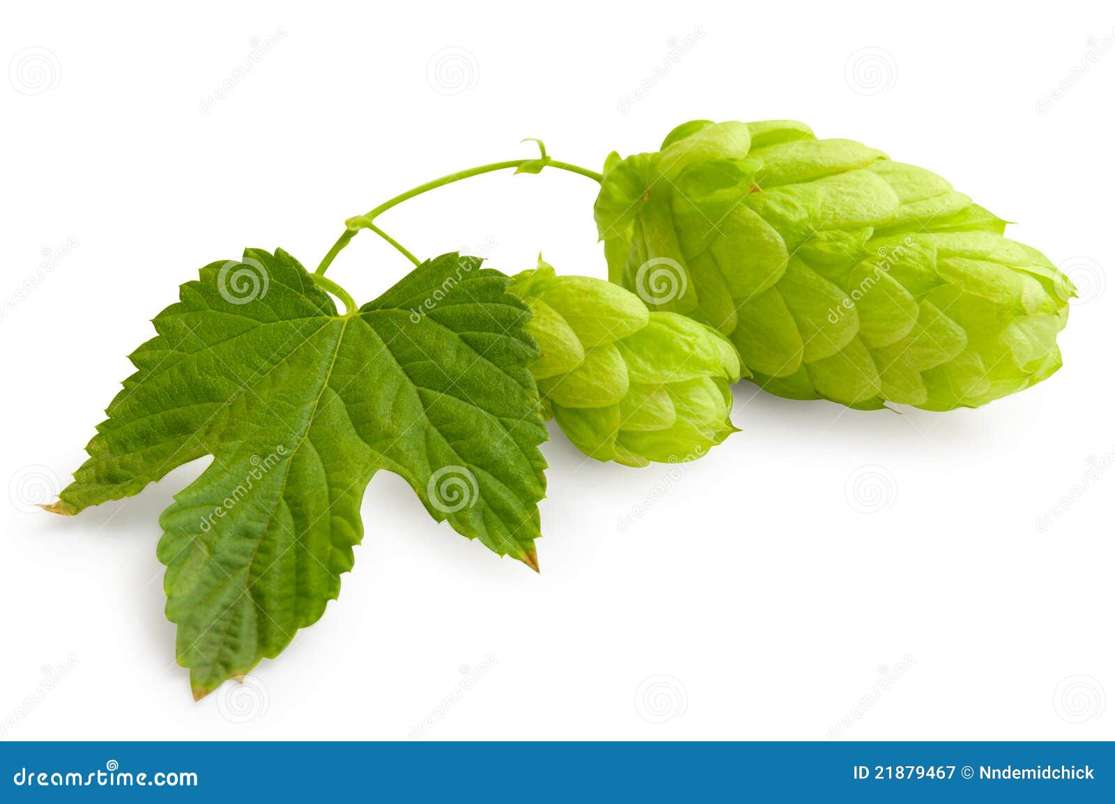 Luppolo verde fresco immagine stock. Immagine di sviluppo - 21879467