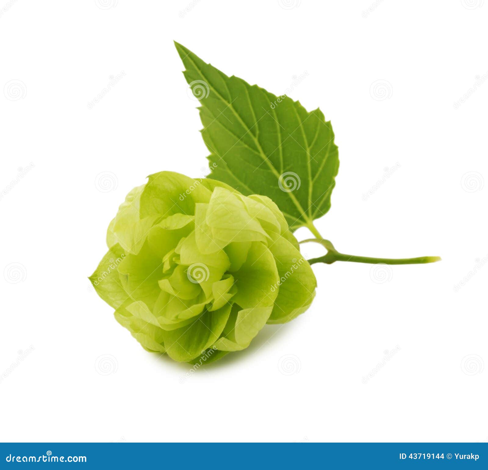 Luppolo Verde Isolato Sui Precedenti Bianchi Fotografia Stock ...