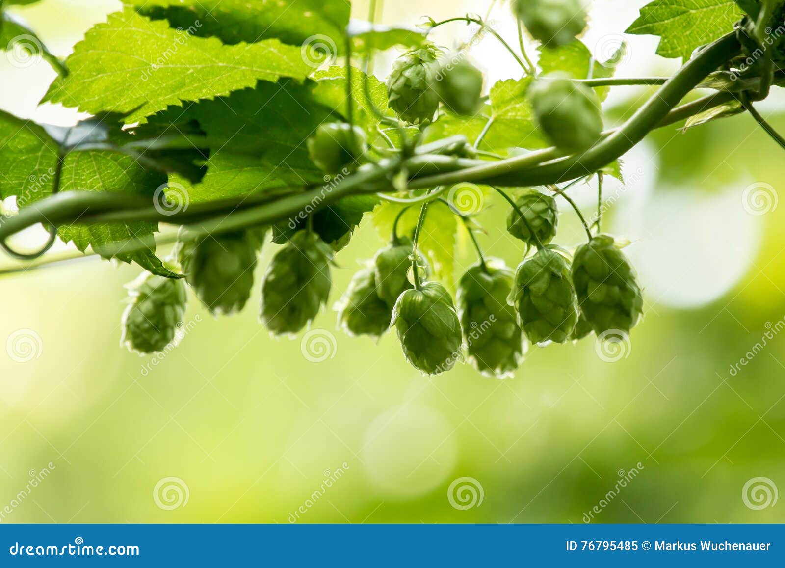 Lupulus Do Humulus Do Lúpulo Imagem de Stock - Imagem de amargo, verde ...