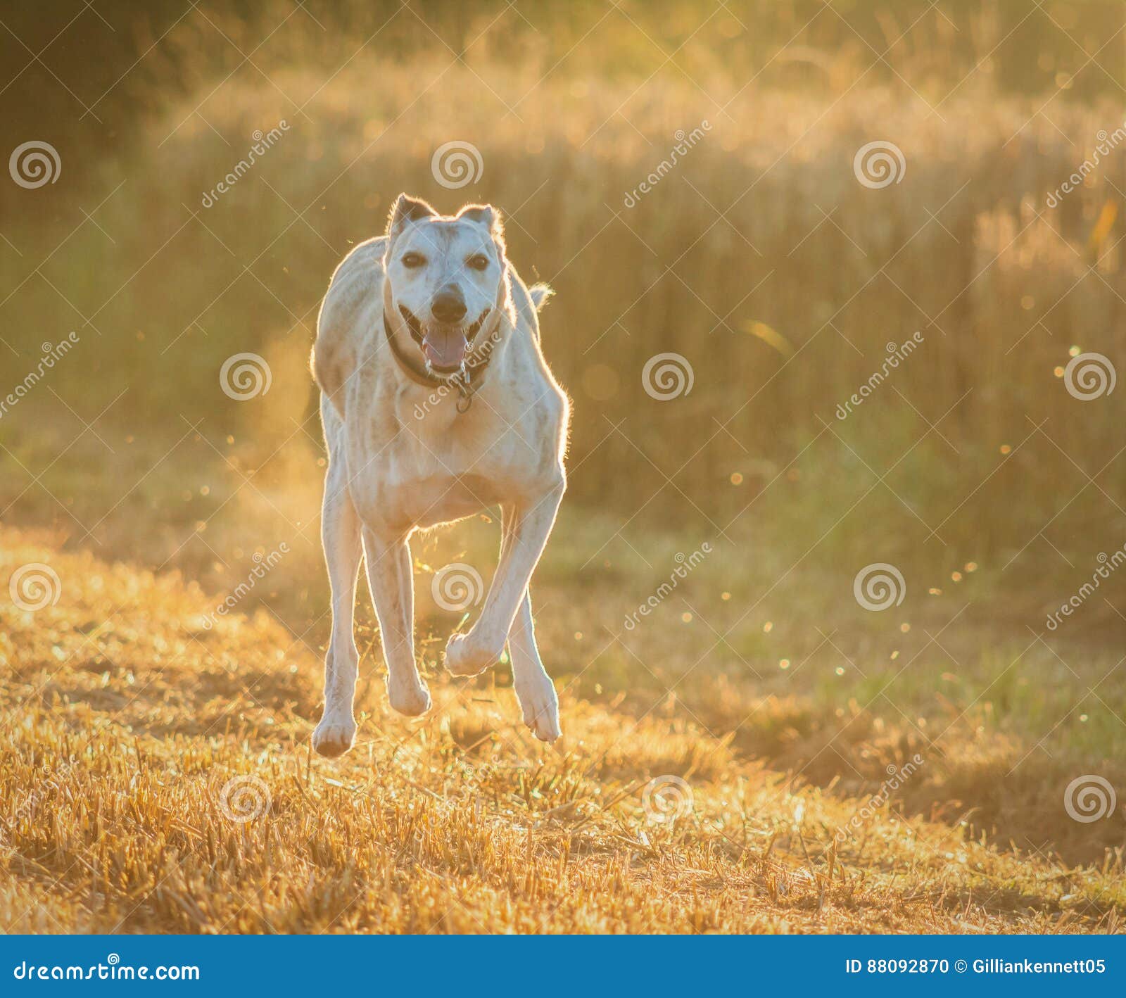 Lurcher dog stock photo. Image of greyhound, golden, hound - 88092870