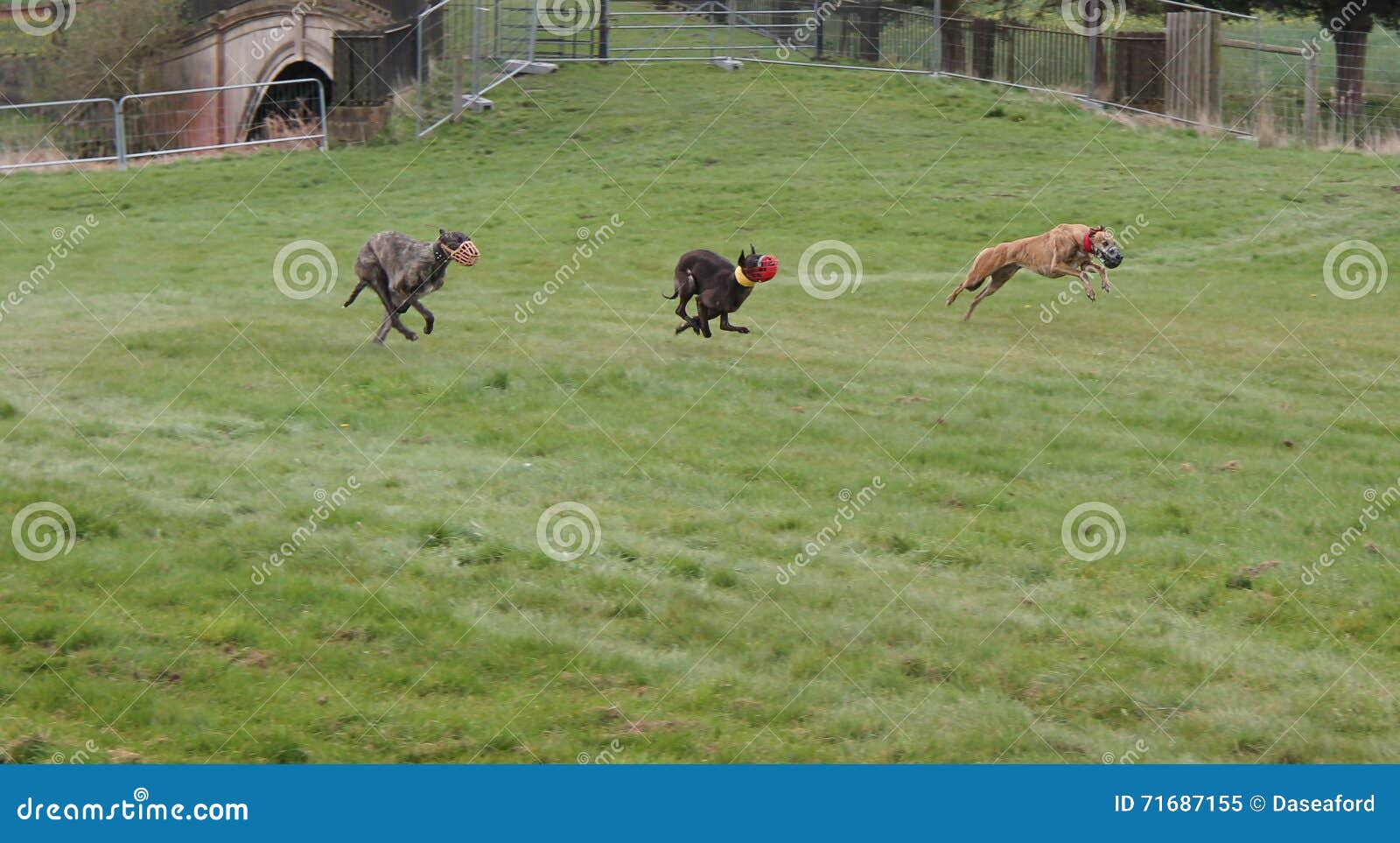 Lurcher Dogs. stock image. Image of country, obedient - 71687155