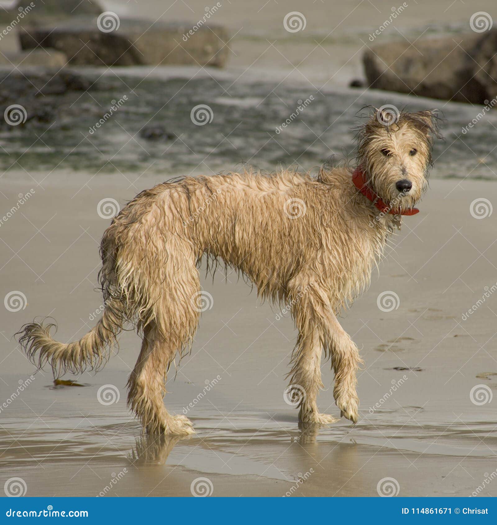 Lurcher puppy op strand stock afbeelding. Image of huisdier - 114861671