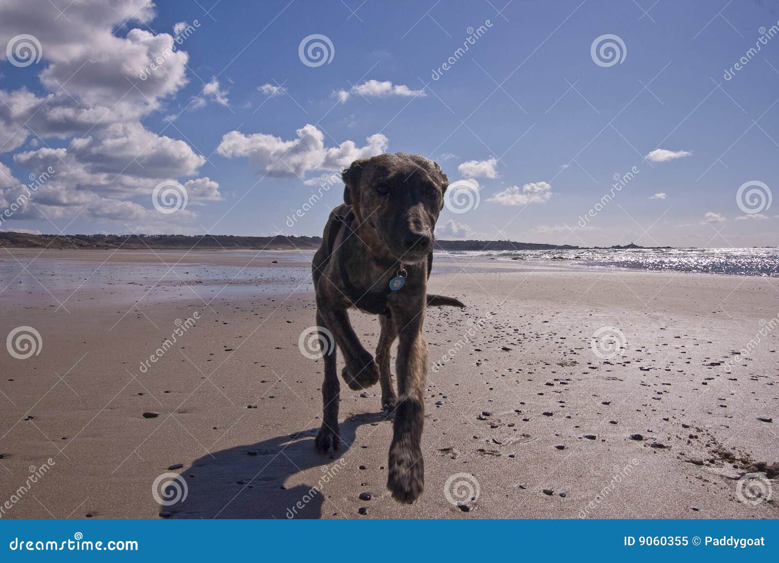 Lurcher Puppy Running in To the Lick Stock Image - Image of running ...