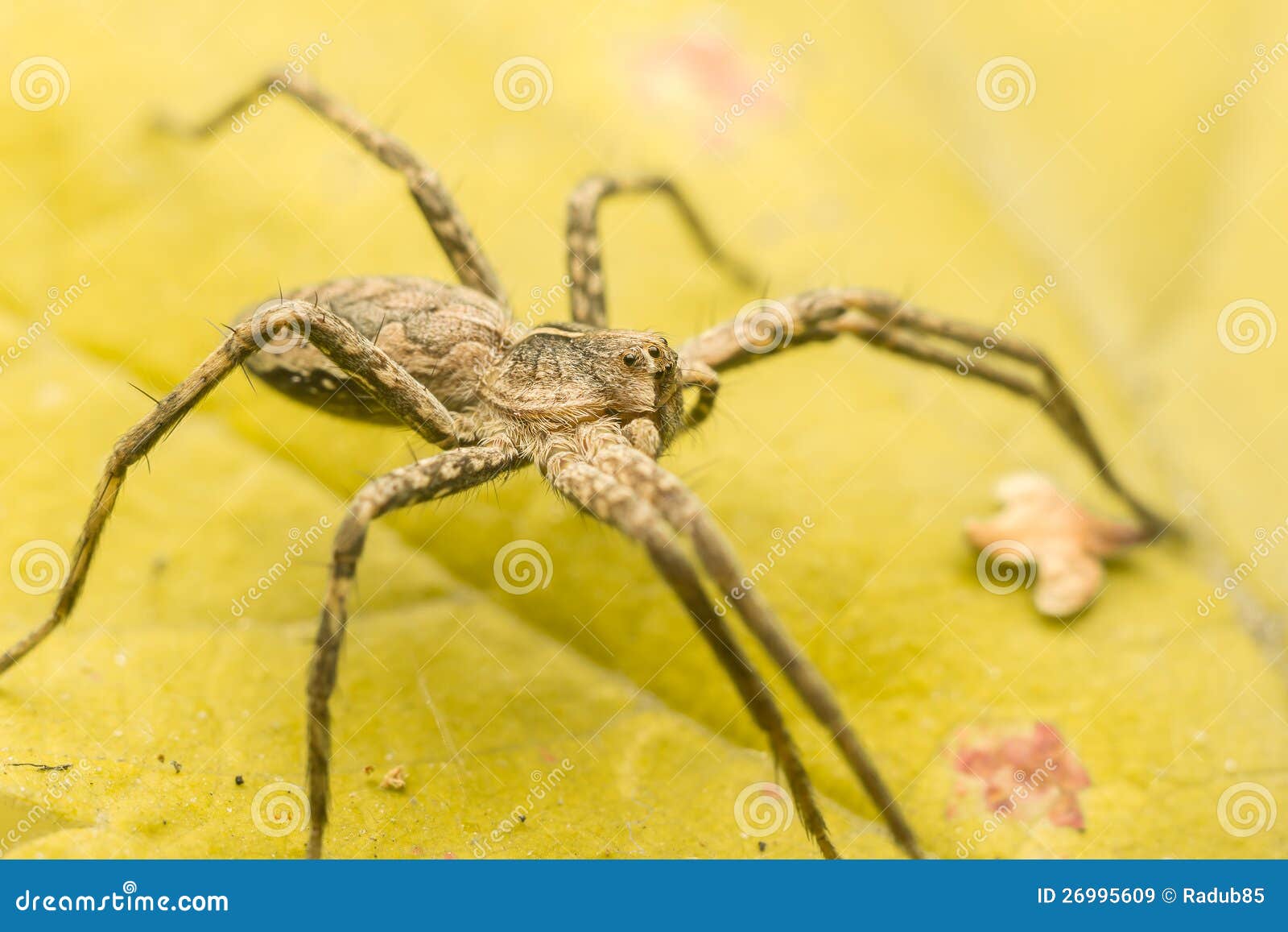 Lurching Spider stock image. Image of arachnophobia, detailed - 26995609