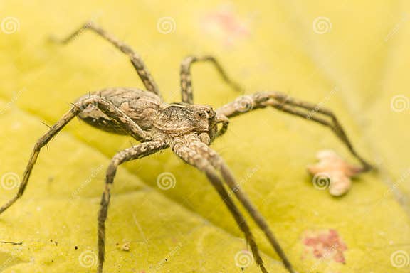Lurching Spider stock image. Image of arachnophobia, detailed - 26995609