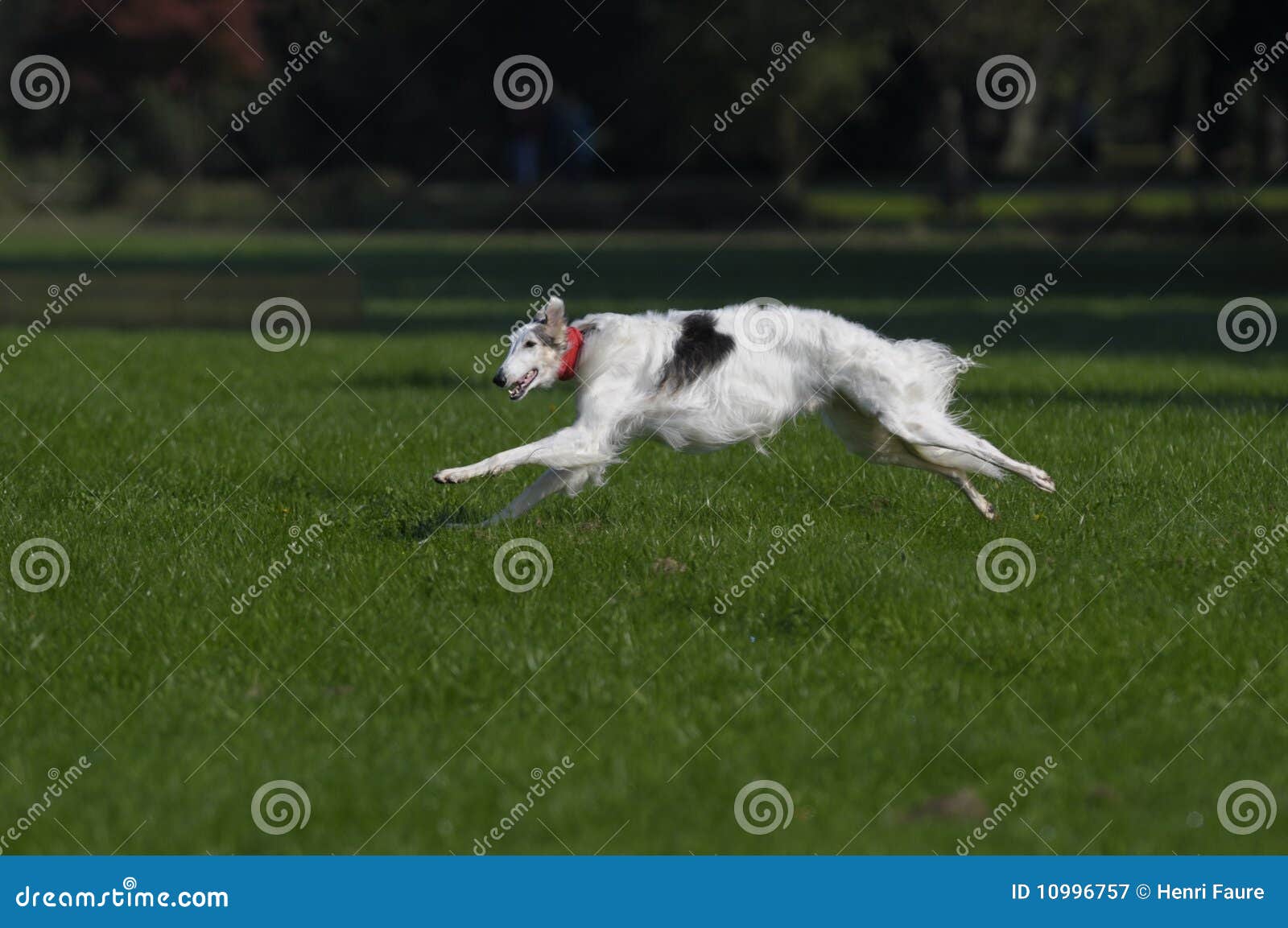 Lure coursing stock image. Image of breed, greyhound - 10996757