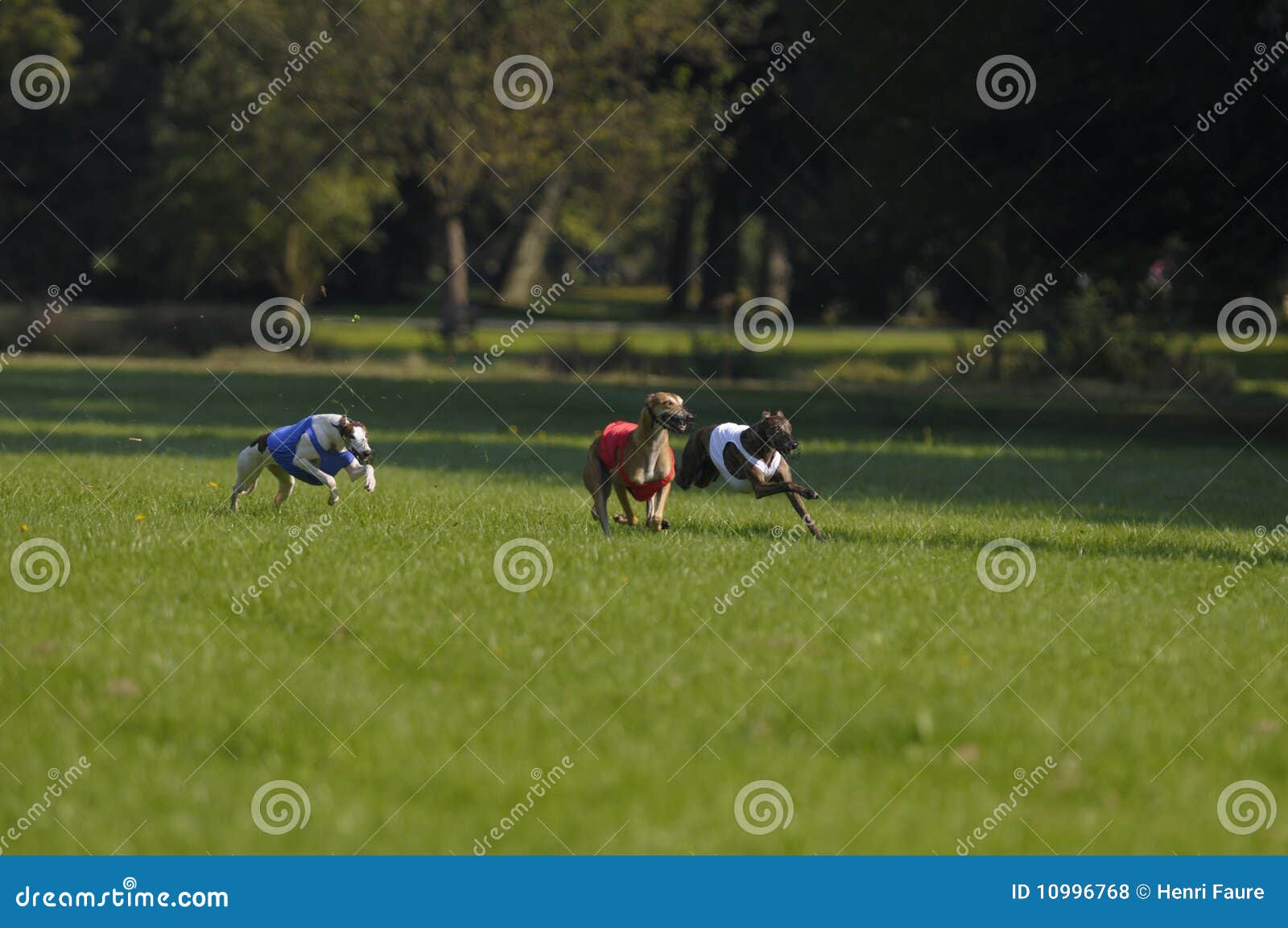 Lure coursing stock photo. Image of greyhound, race, lure - 10996768