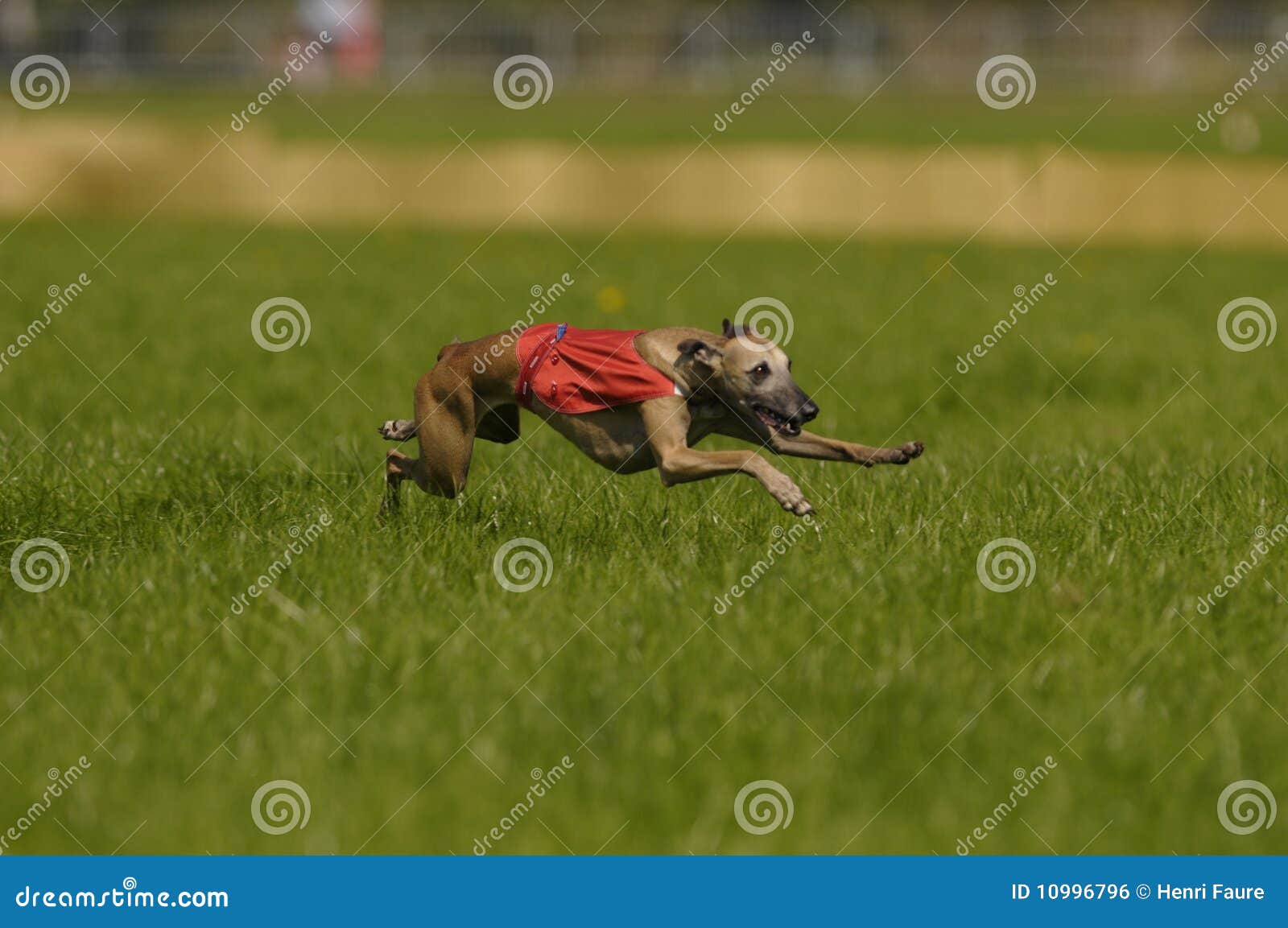 Lure coursing stock photo. Image of hunting, race, wolf - 10996796