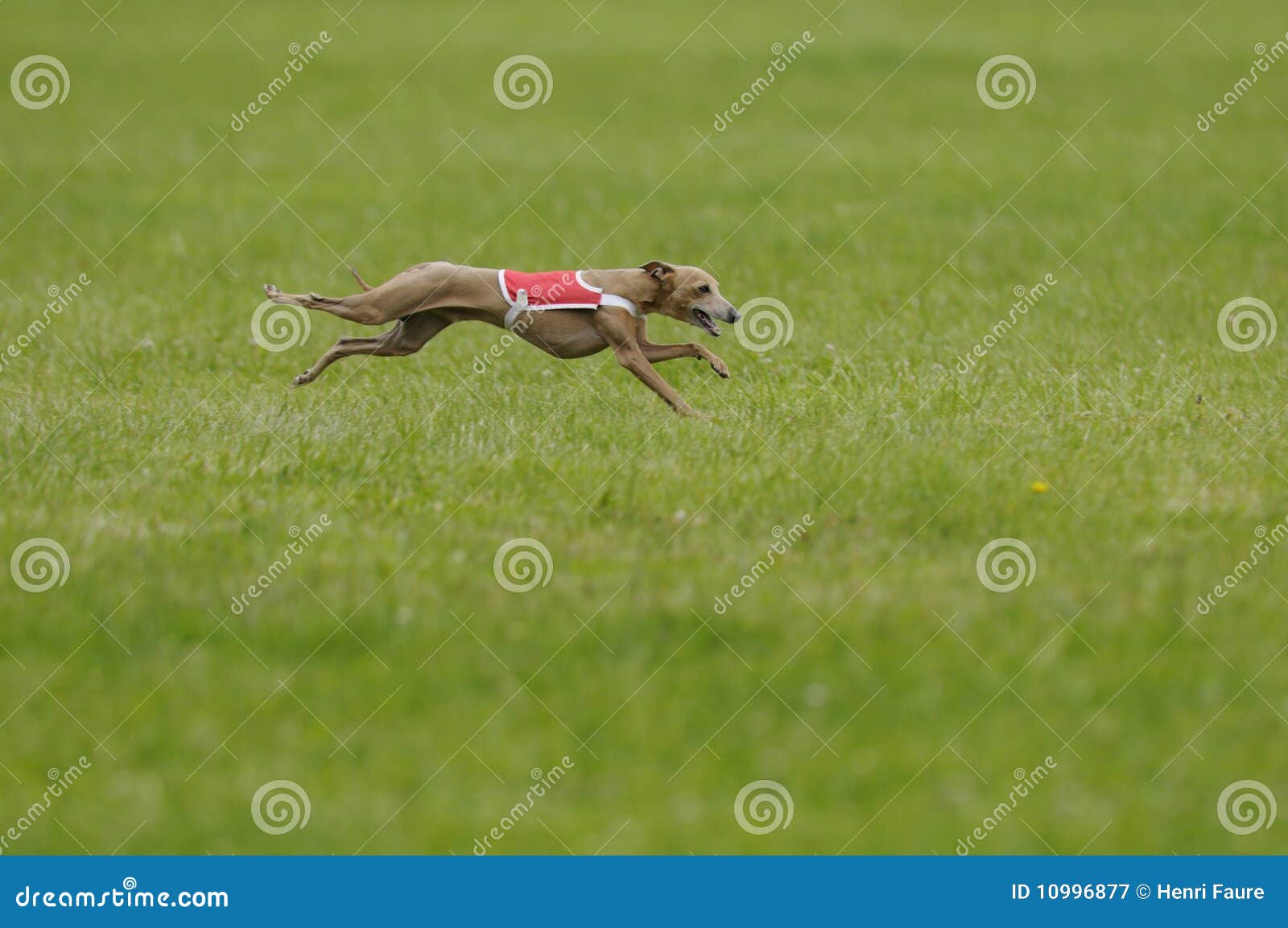 Lure coursing stock image. Image of speed, pure, breed - 10996877
