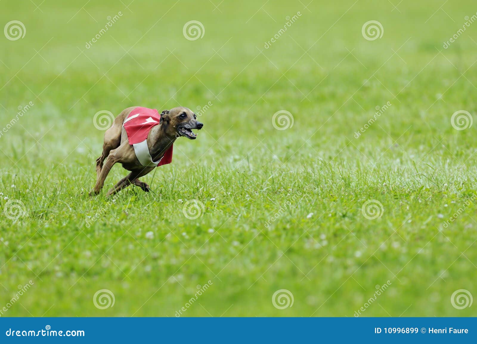 Lure coursing stock image. Image of hunting, breed, speed - 10996899