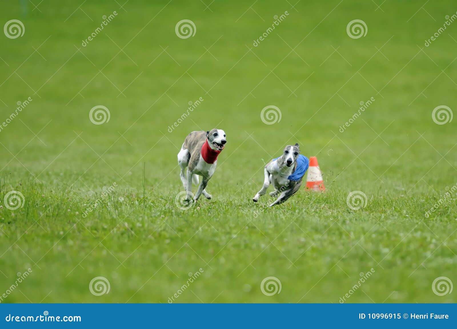 Lure coursing stock image. Image of greyhound, race, sighthound - 10996915