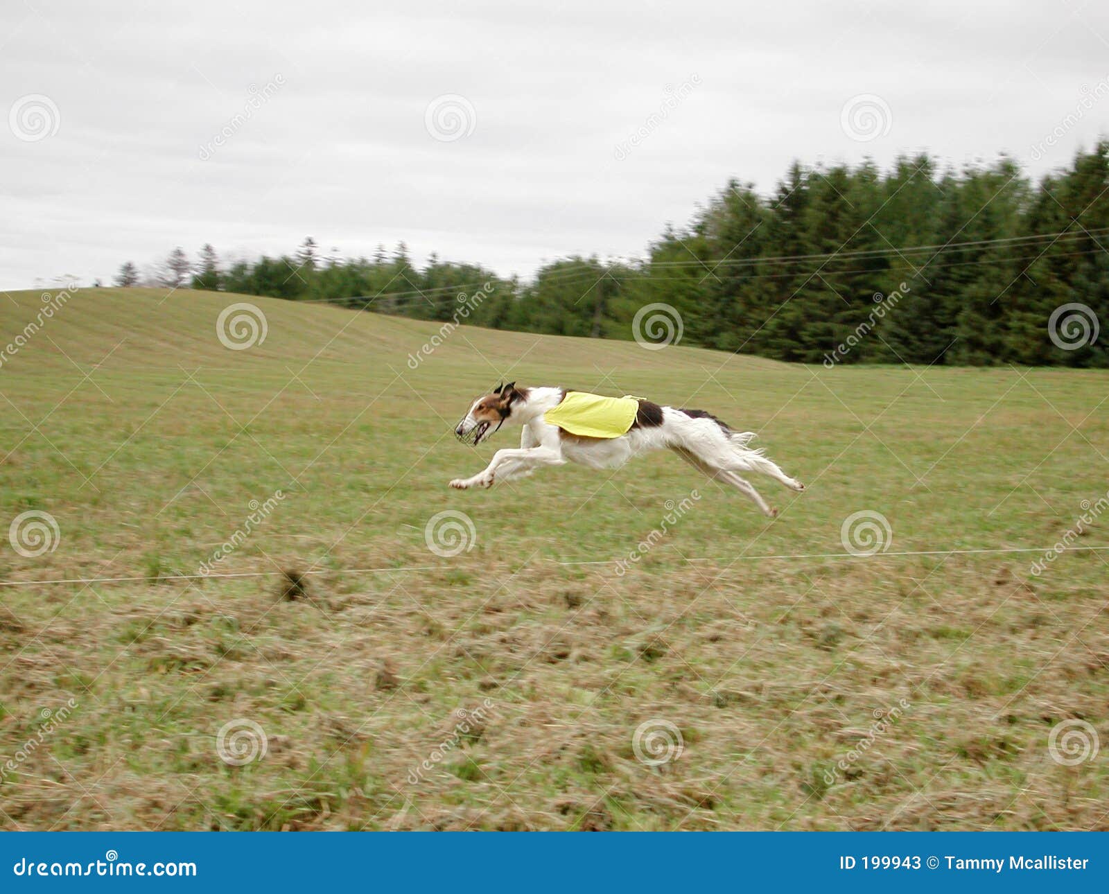 Lure Coursing stock image. Image of breed, trust, animal - 199943