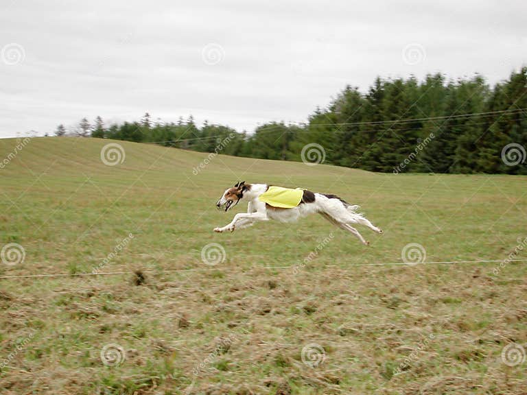 Lure Coursing stock image. Image of breed, trust, animal - 199943