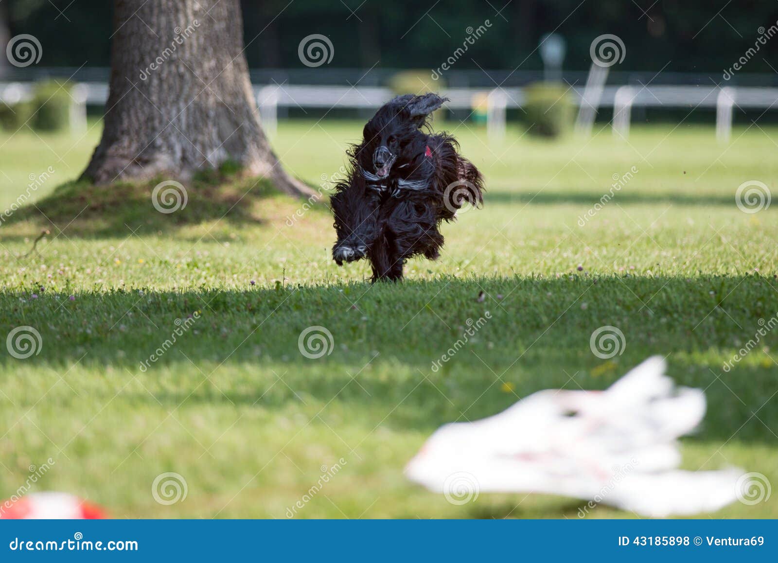 Lure coursing stock photo. Image of racing, chase, skill - 43185898