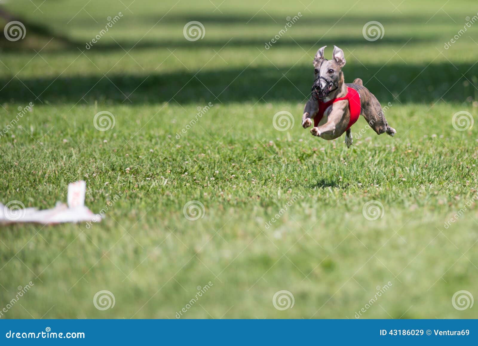 Lure coursing stock image. Image of speed, excited, rank - 43186029