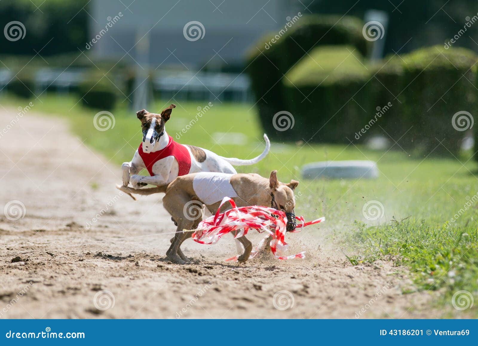 Lure coursing stock image. Image of male, skill, lure - 43186201
