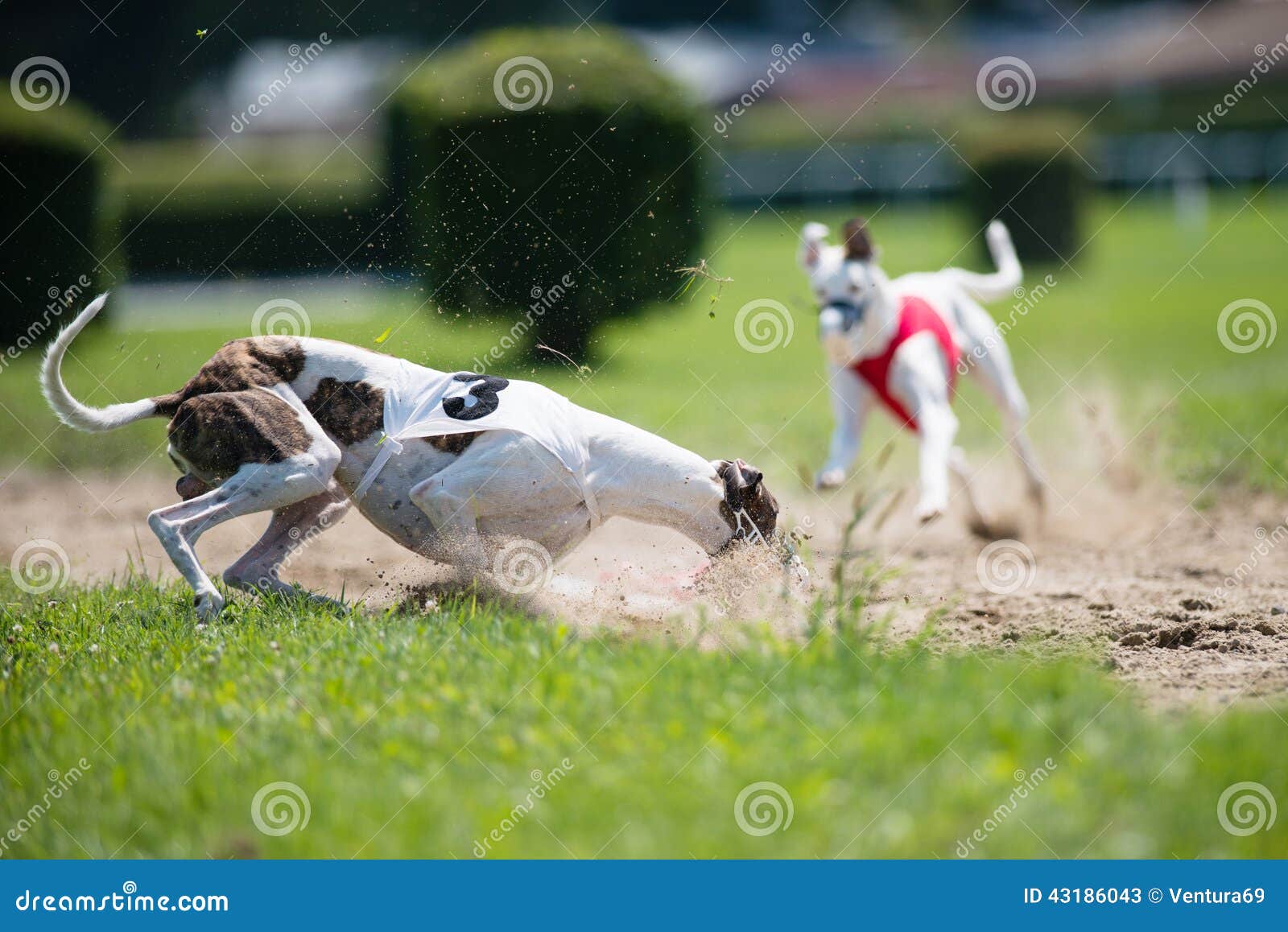 Lure coursing stock image. Image of race, competition - 43186043