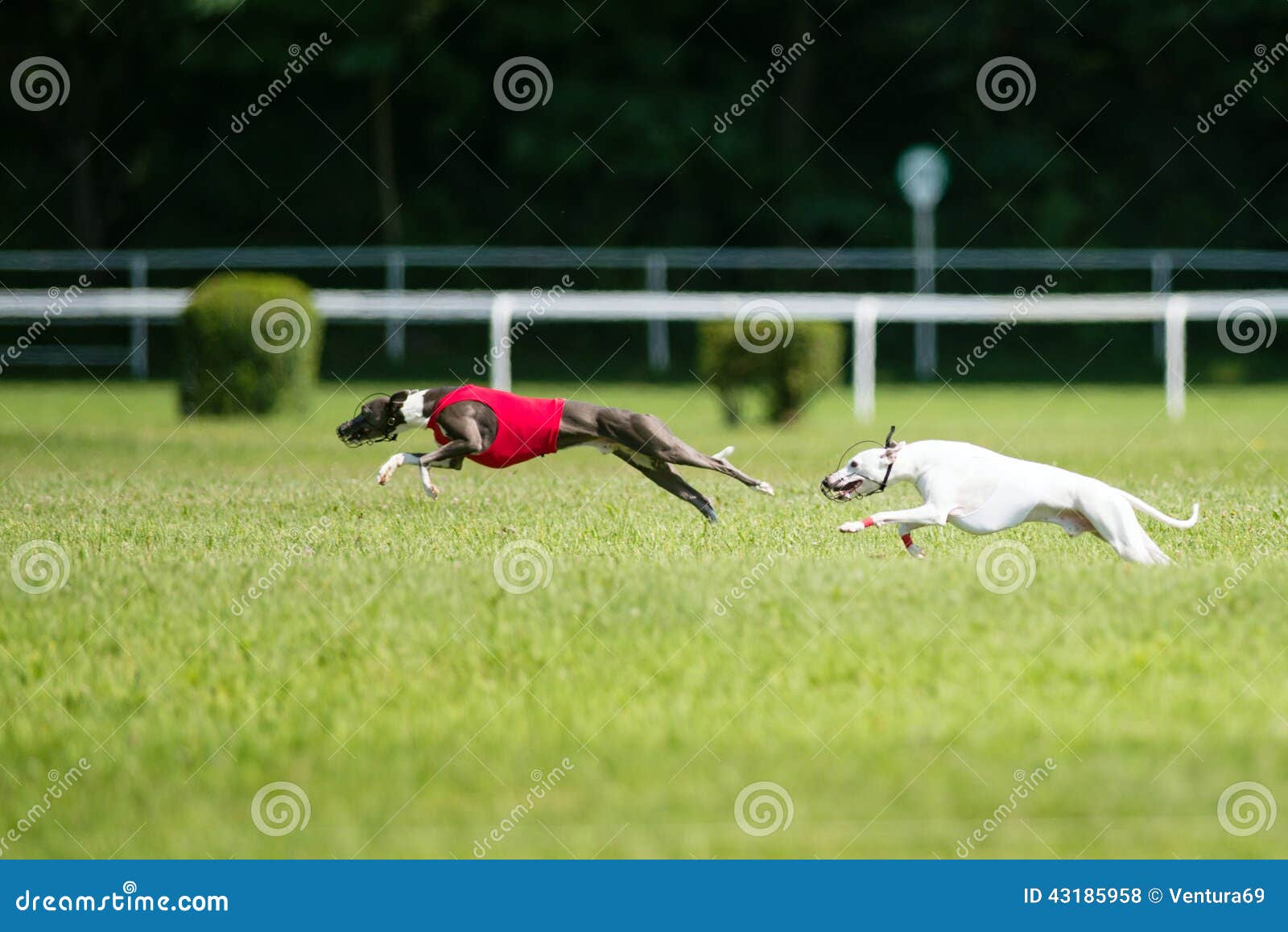 Lure coursing stock photo. Image of male, full, pose - 43185958
