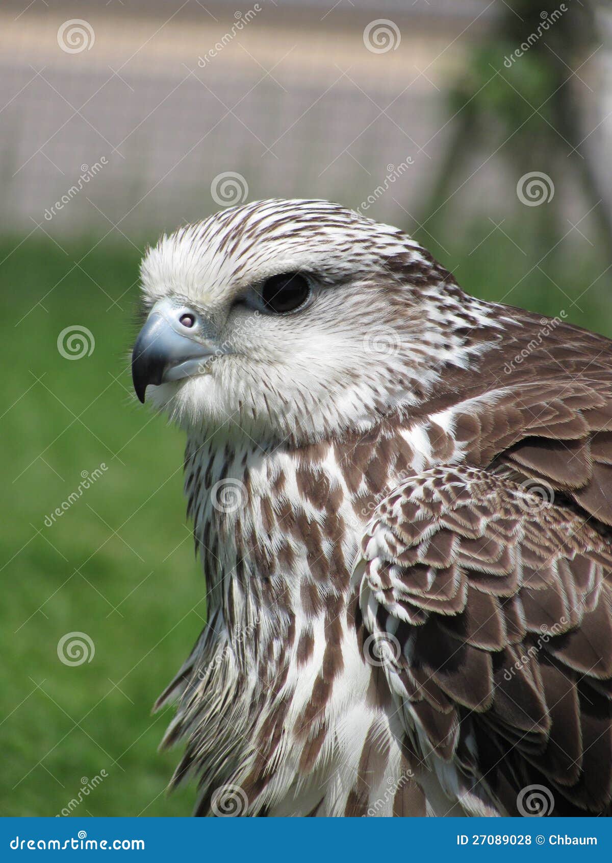 Lurking falcon stock photo. Image of falcon, black, stare - 27089028